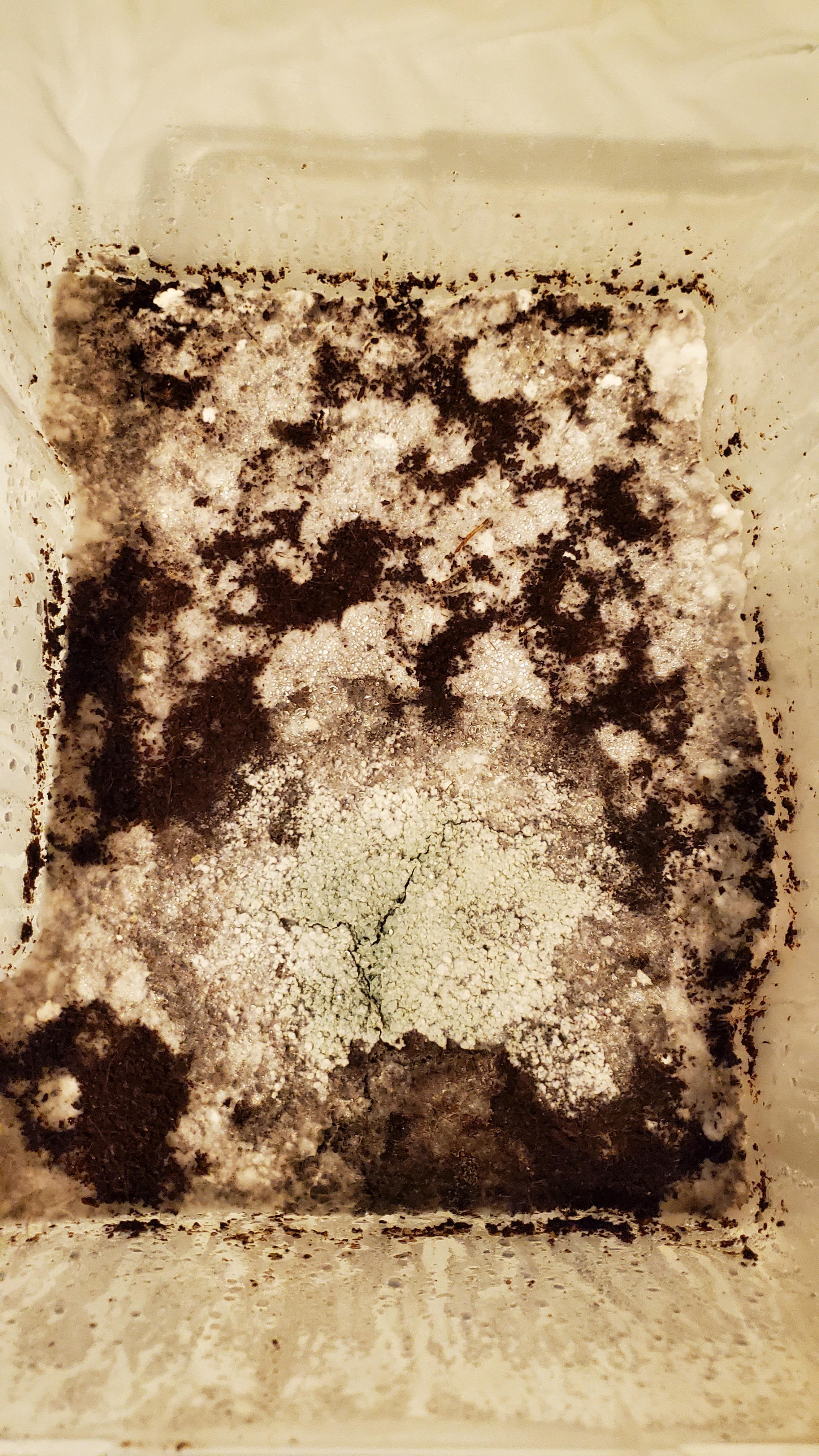 The Trichoderma Takeover | Scrolller