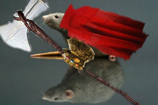 The true hero of Endgame. | Scrolller