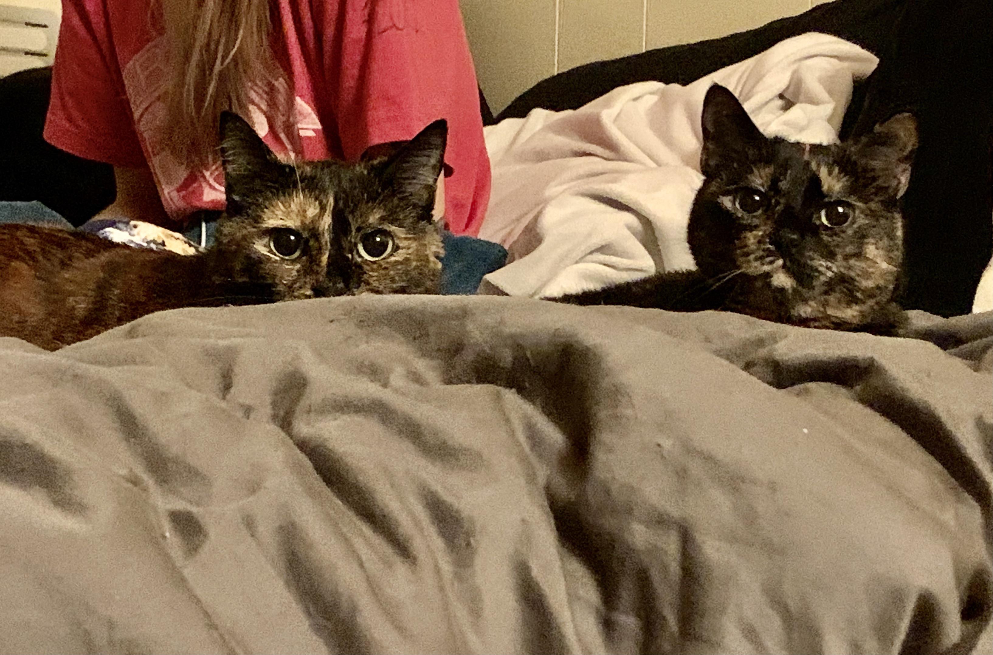 The twins being absolute cuties. It’s rare that they’ll lay next to each other. | Scrolller