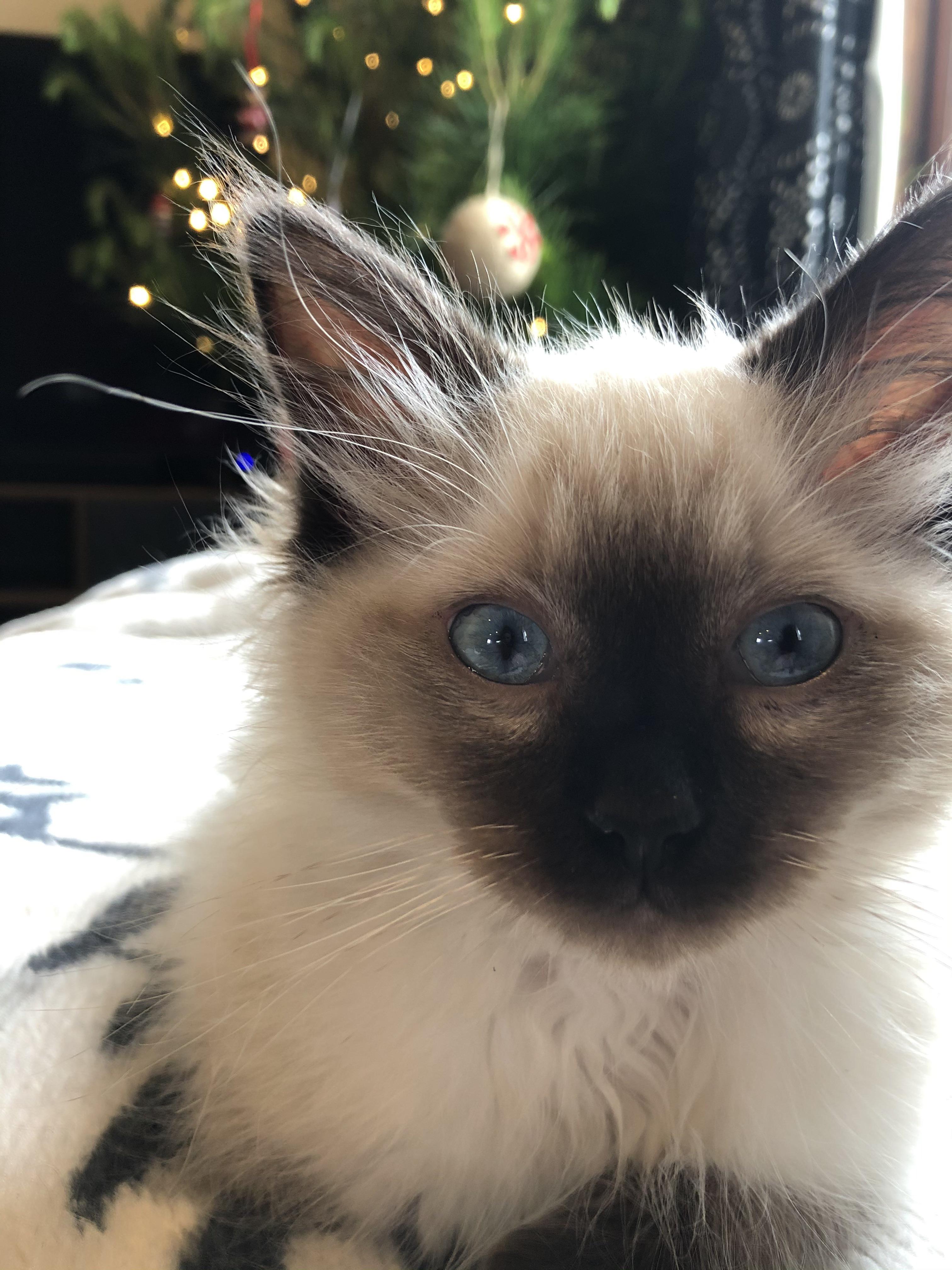 The very best Christmas present. | Scrolller