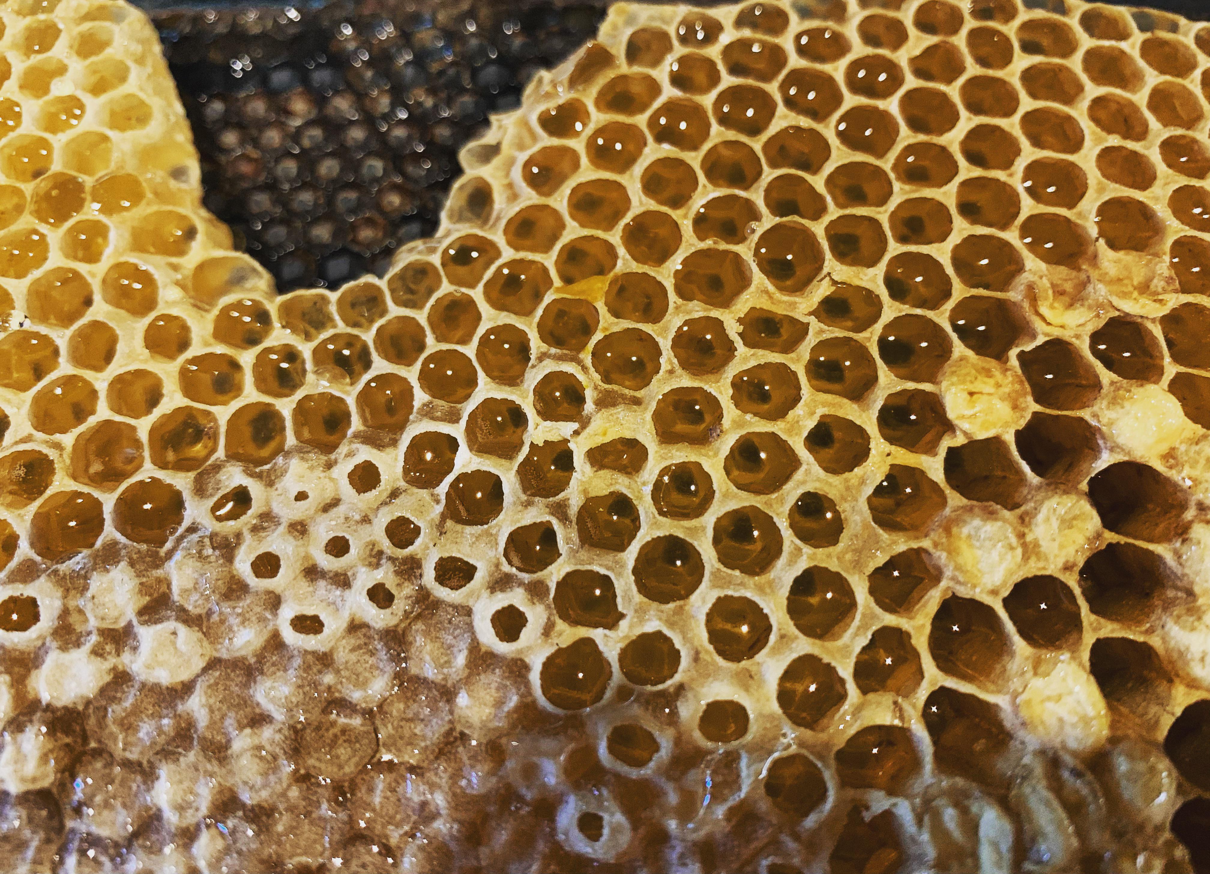 The work of bees. | Scrolller