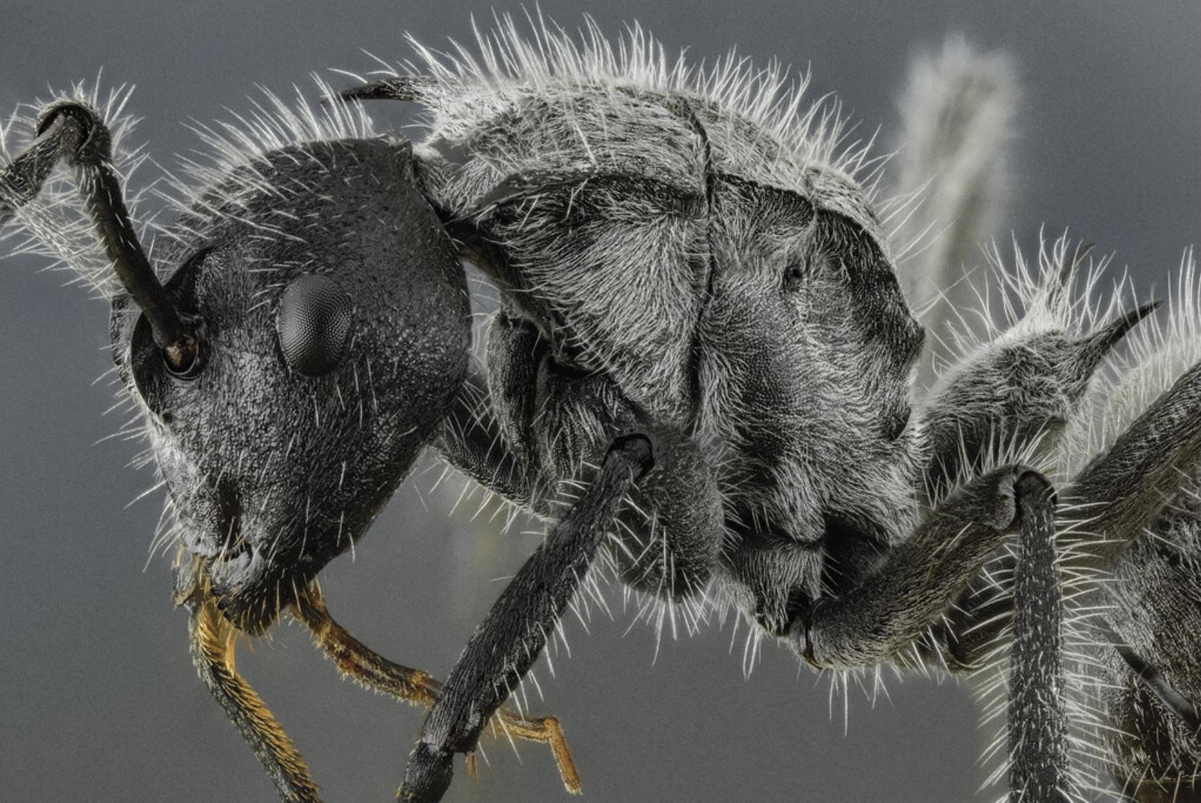 There are at least 15,000 ant species. This worker ant from Southern Africa is creepier than any ...