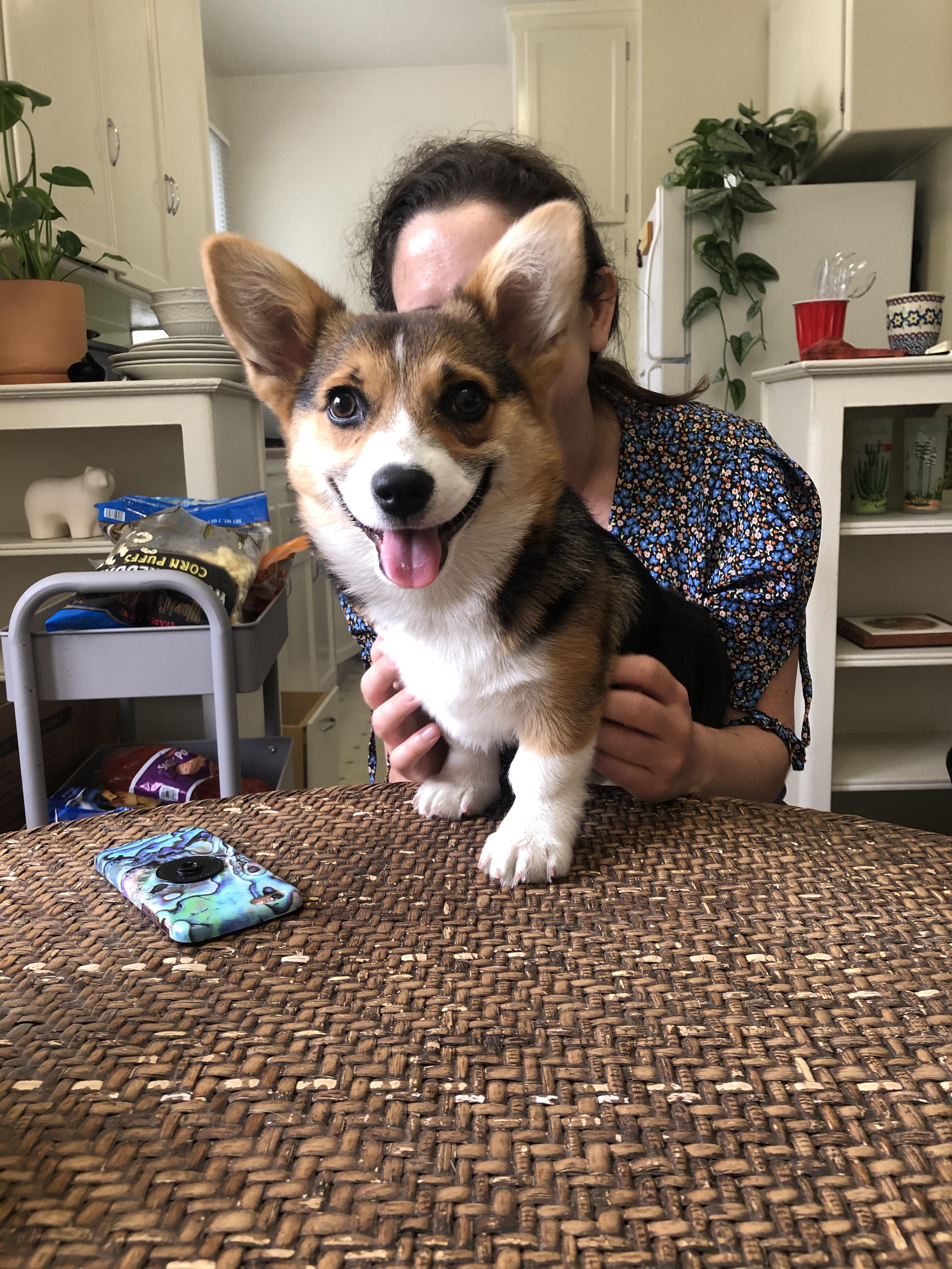 There’s a corgi on the table! | Scrolller