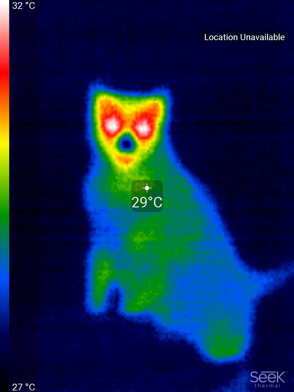 Thermal scan of my cat. | Scrolller