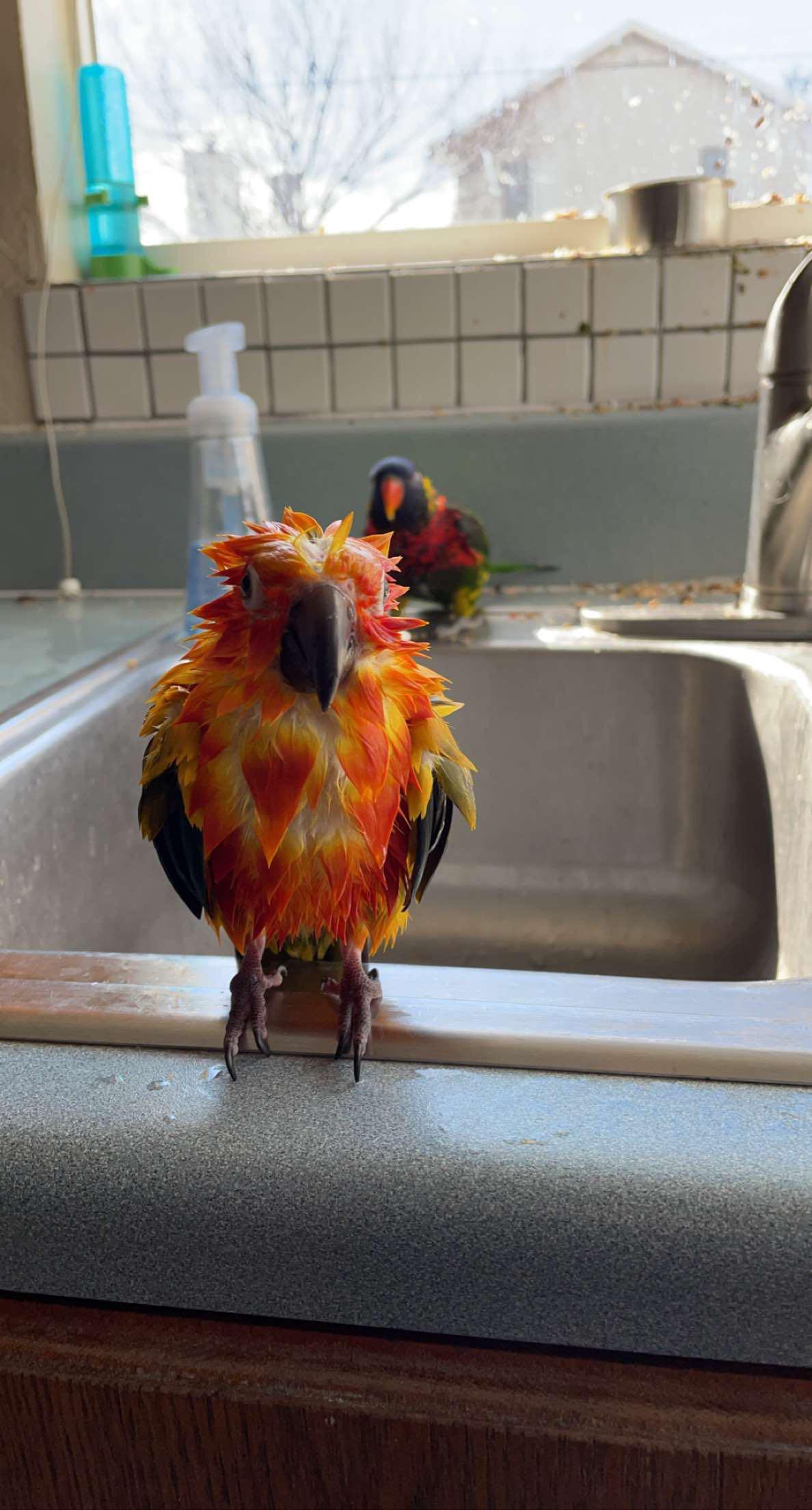 These are my birds, wet orange chicken and wet green chicken | Scrolller