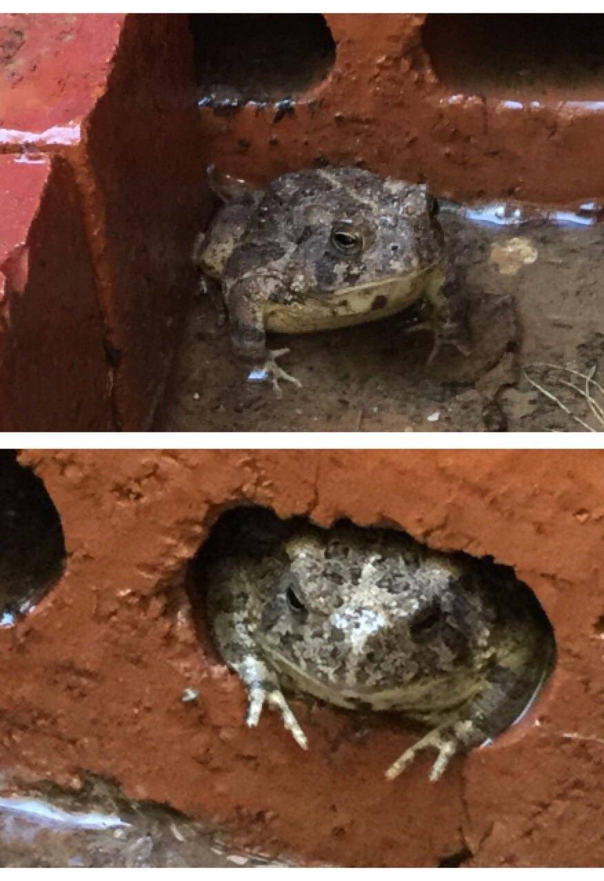 These toads like to hang out in the bricks by my watering hose | Scrolller