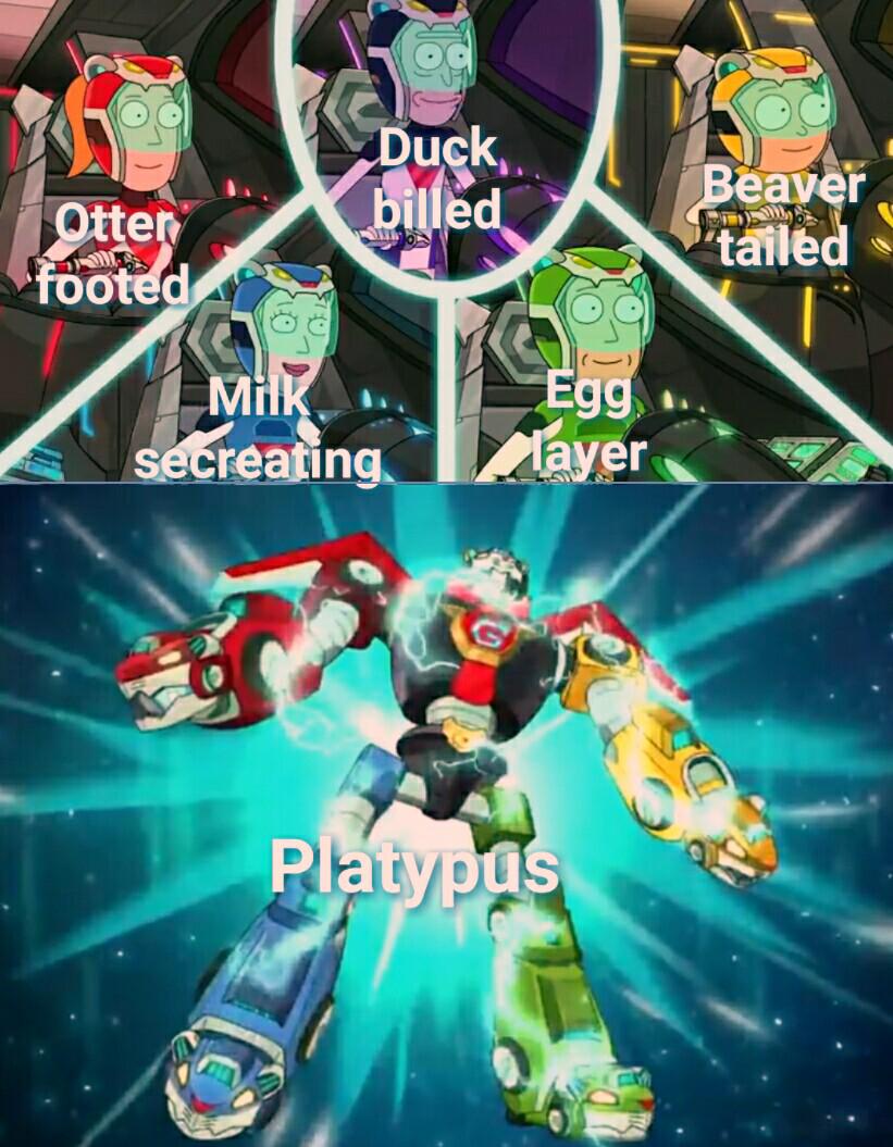 They are strange creatures | Scrolller