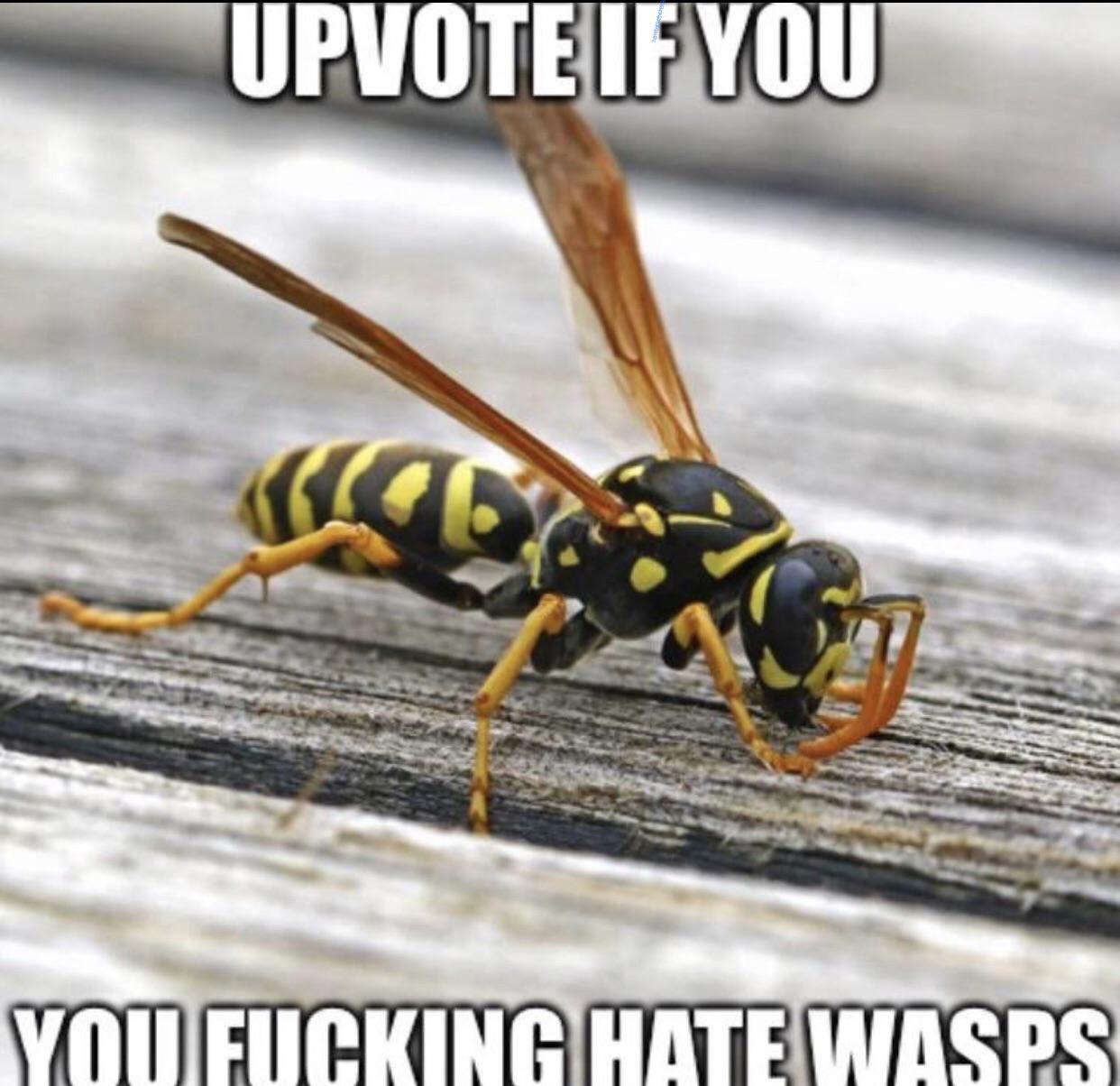 They really do suck. | Scrolller