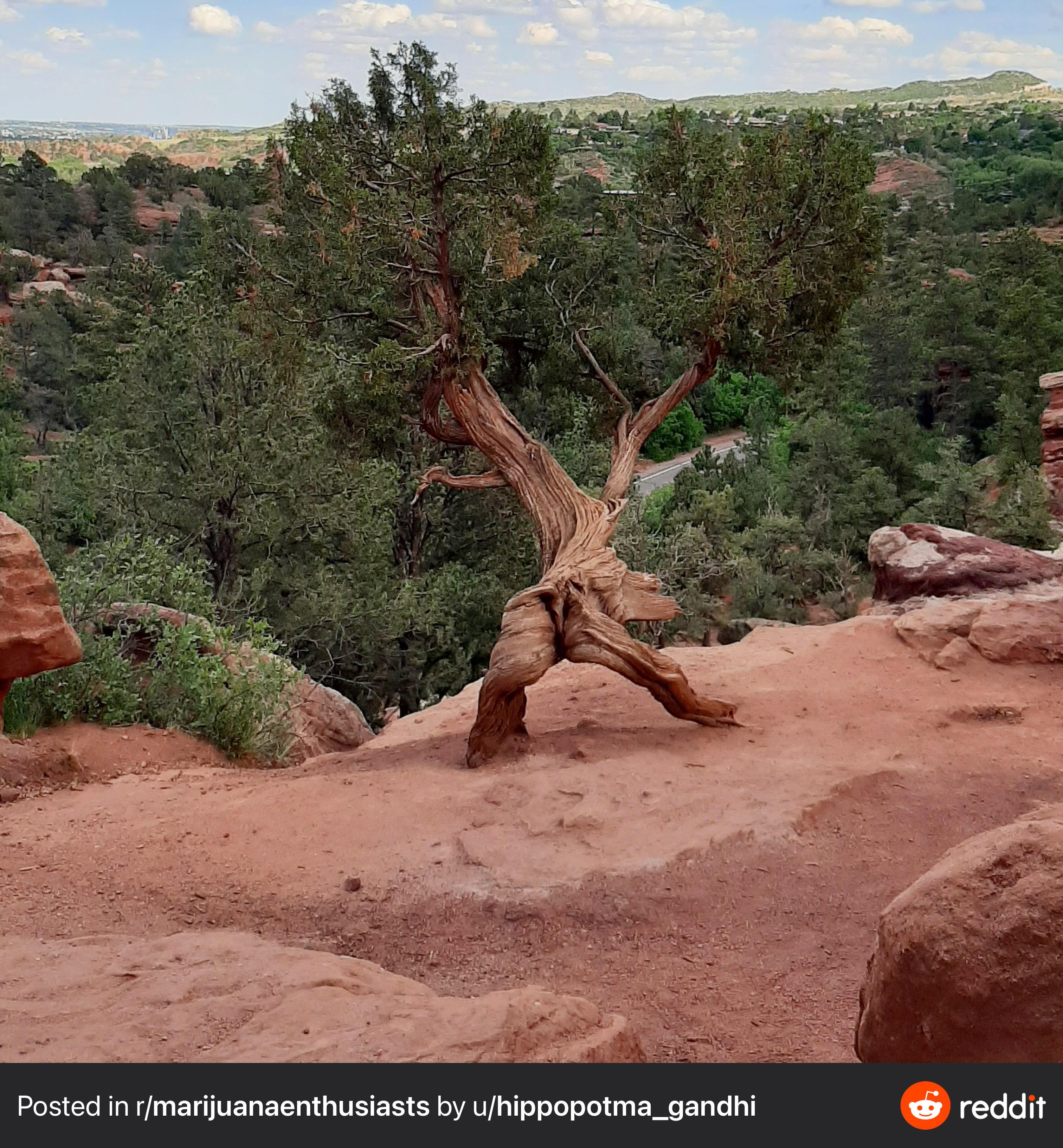 Thicc tree | Scrolller