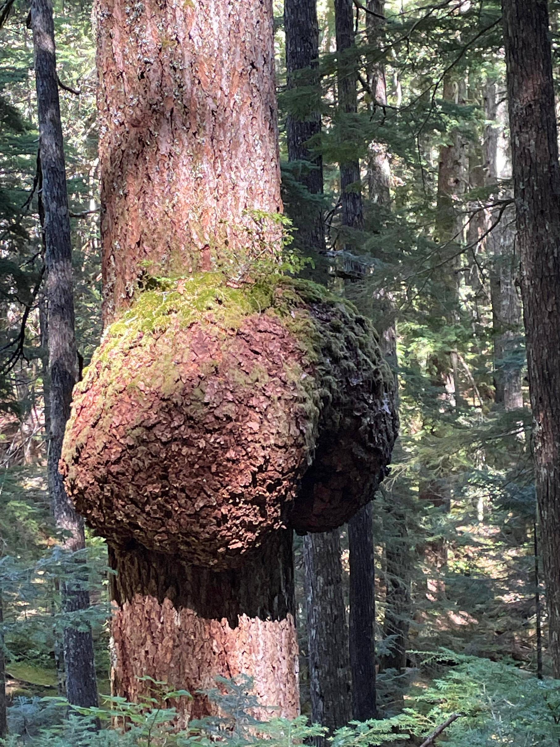 Thick with 2 cs | Scrolller