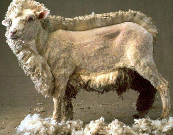 [Thingscutinhalf] A sheep | Scrolller