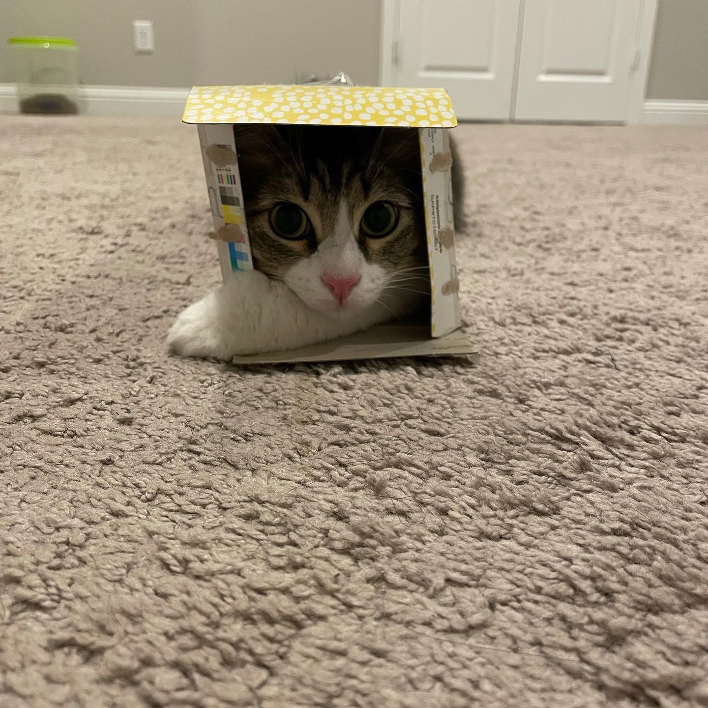 Thinking inside the box | Scrolller