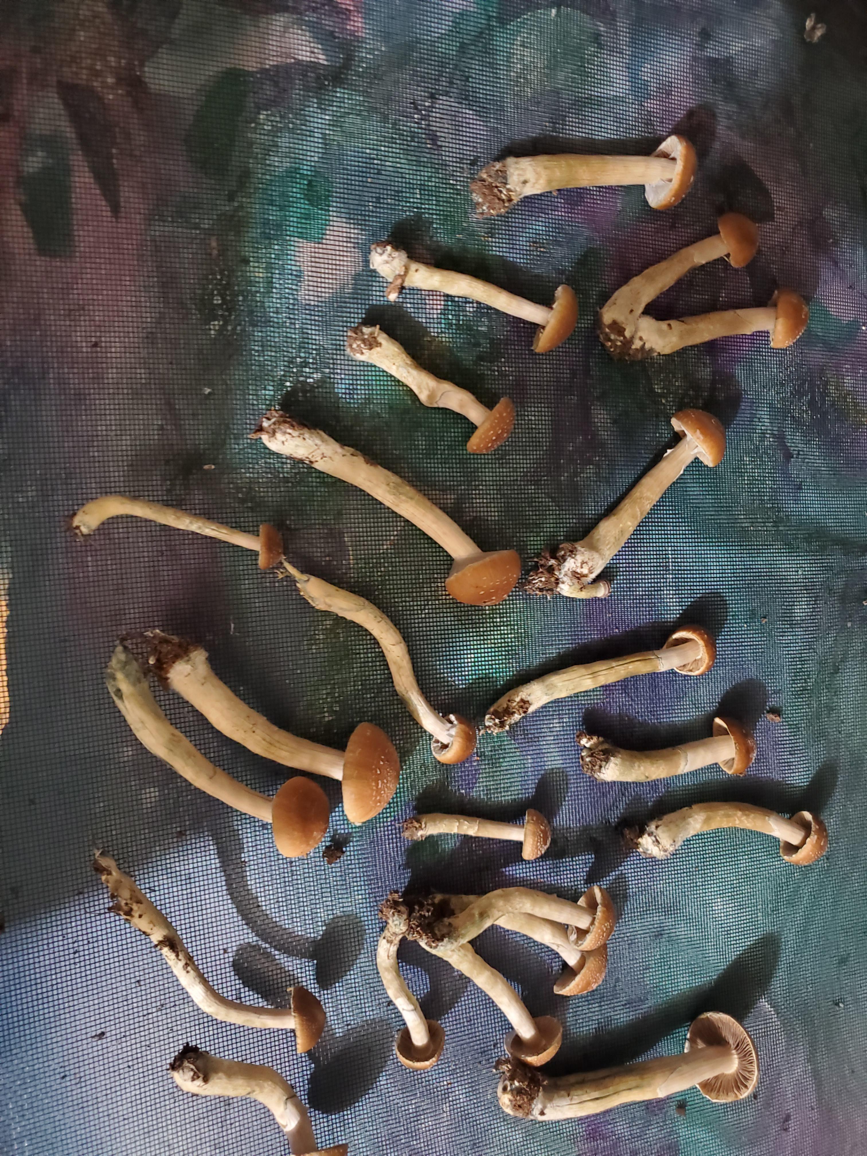 Third Flush! | Scrolller