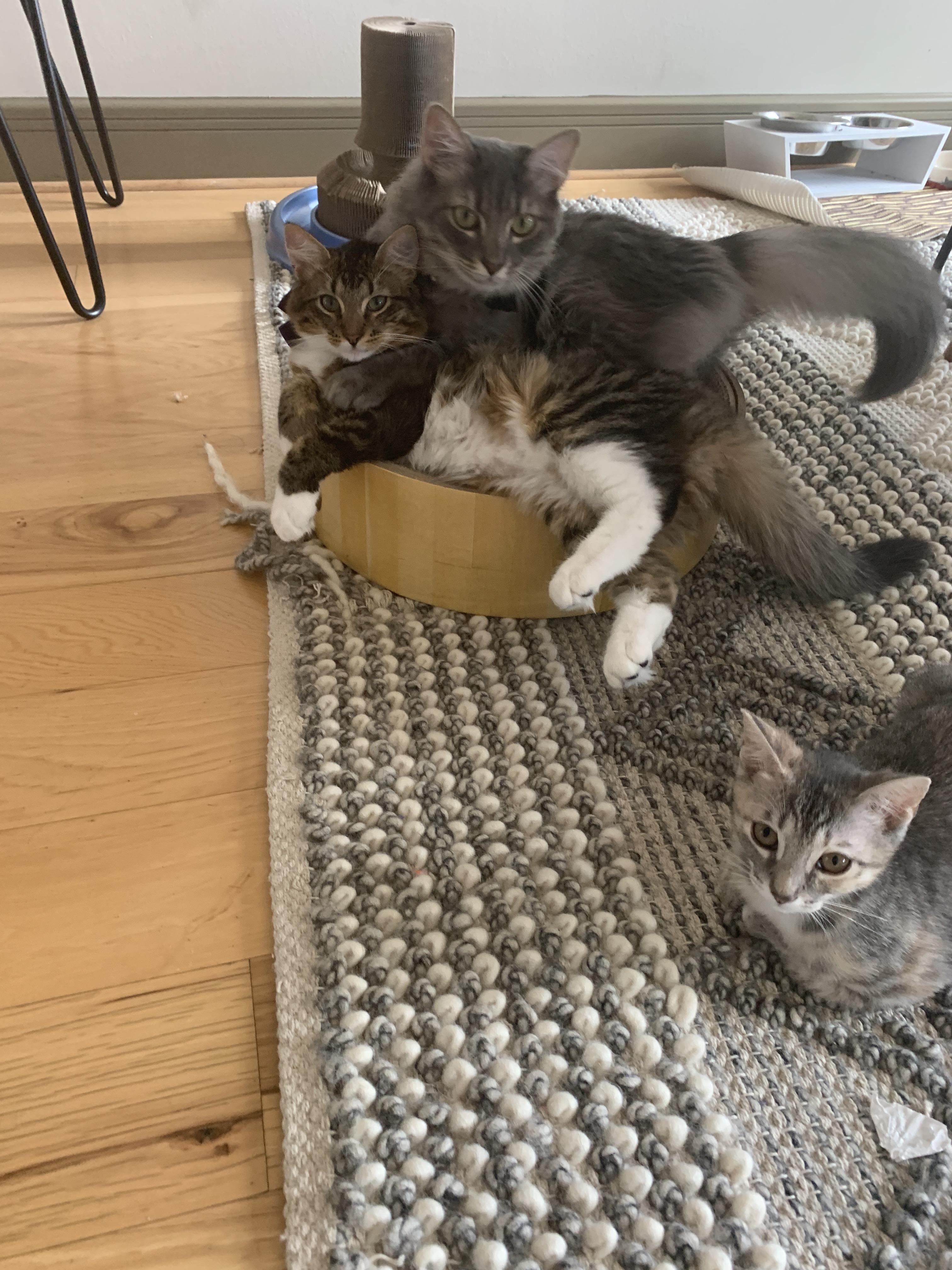 Third wheeling their sister | Scrolller