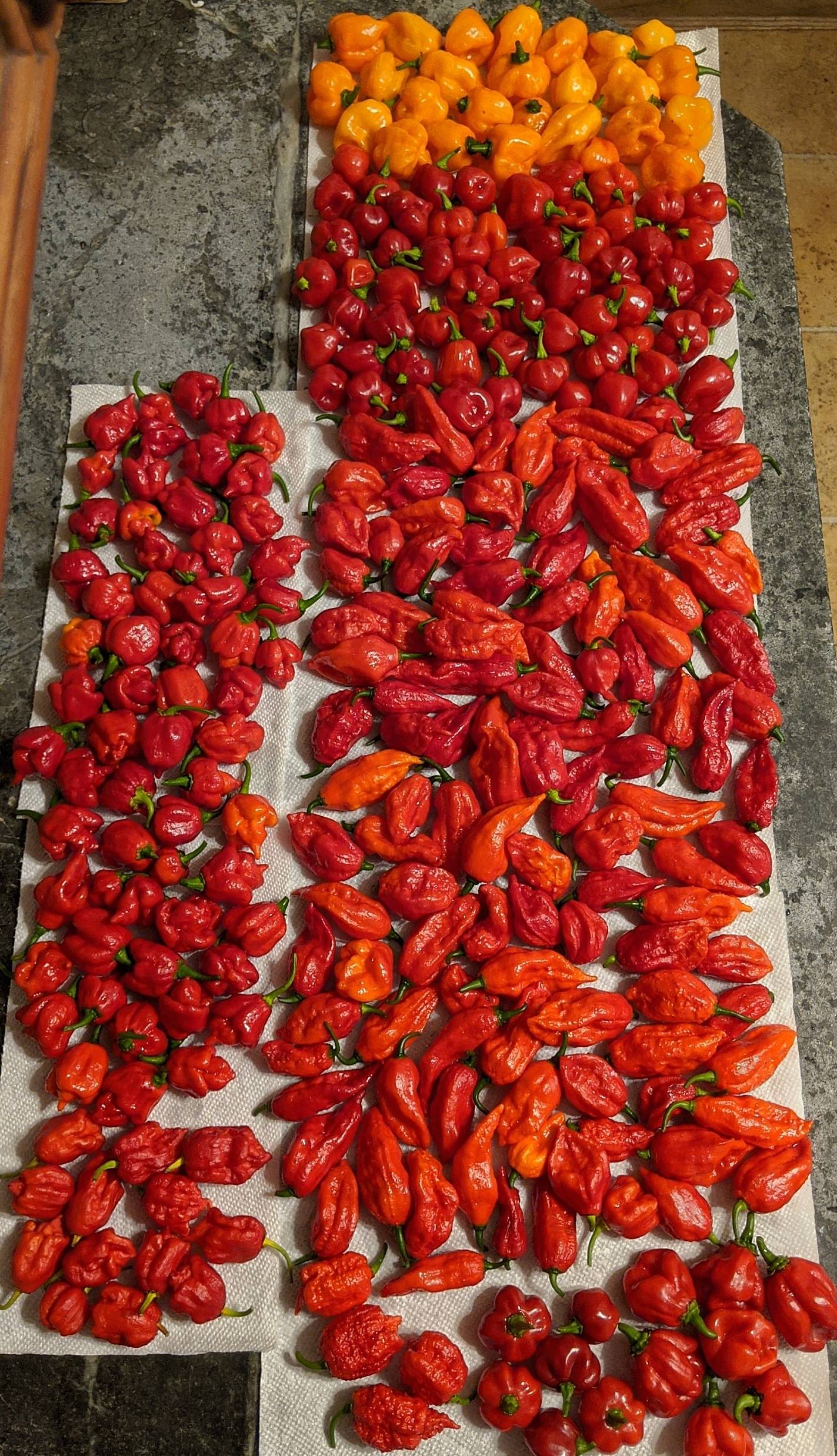 Third year growing hot peppers and it's been my best by far | Scrolller