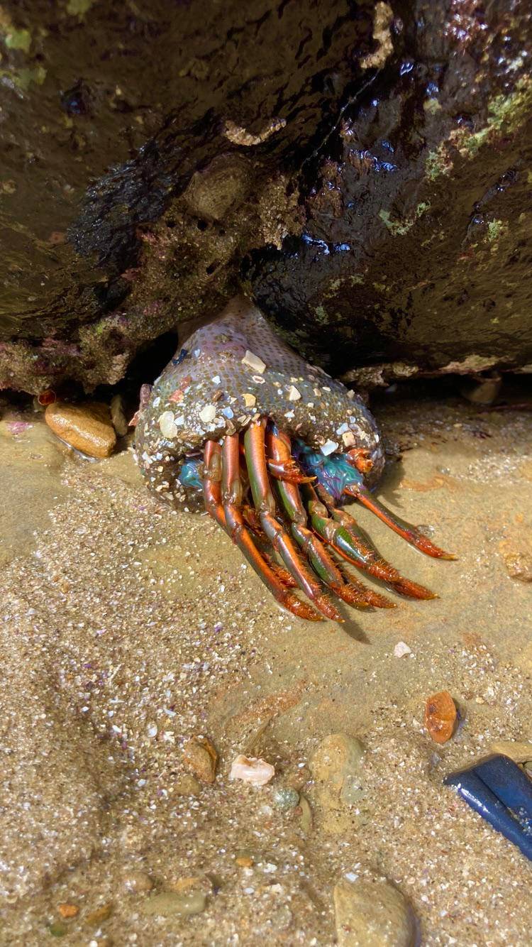 🔥 This anemone eating a crab | Scrolller