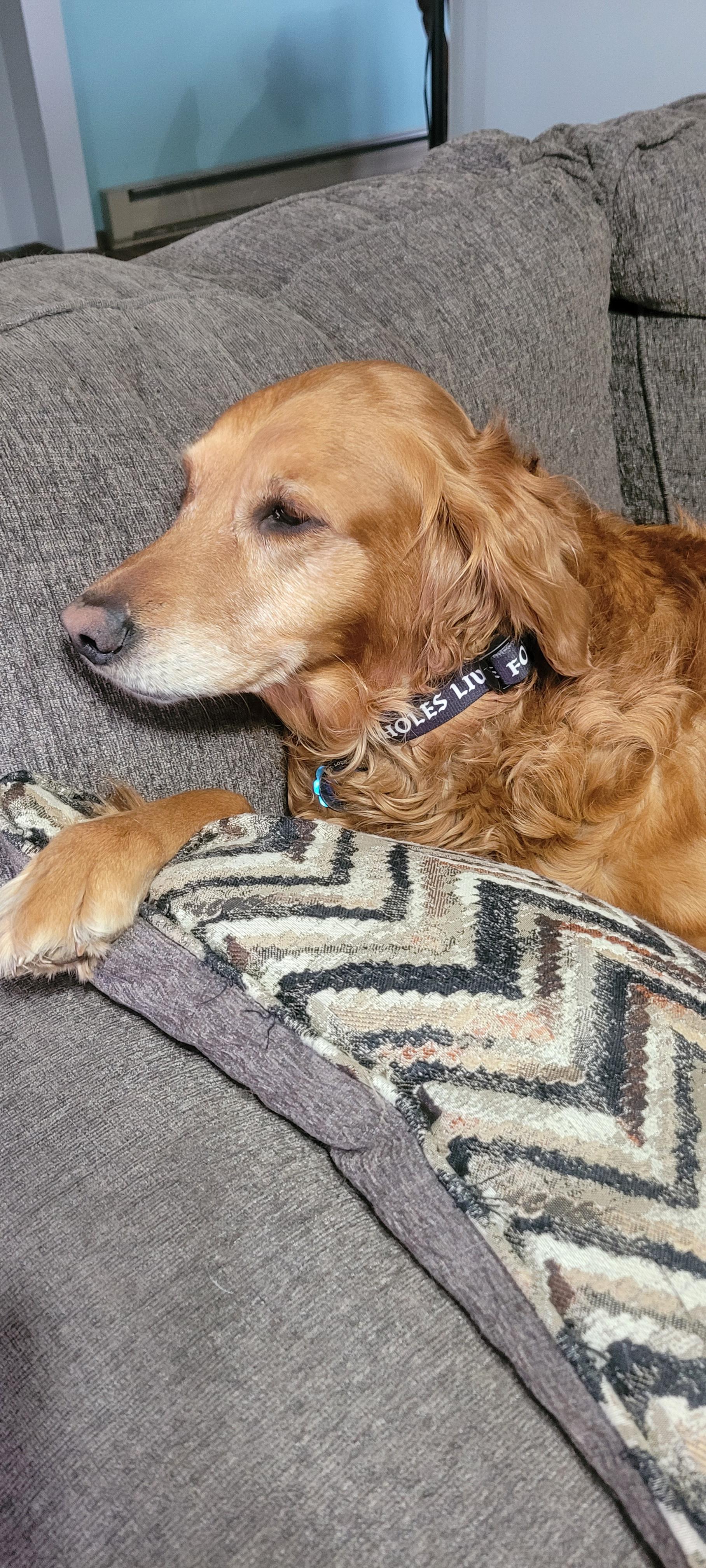 This asshole finally got her new collar | Scrolller