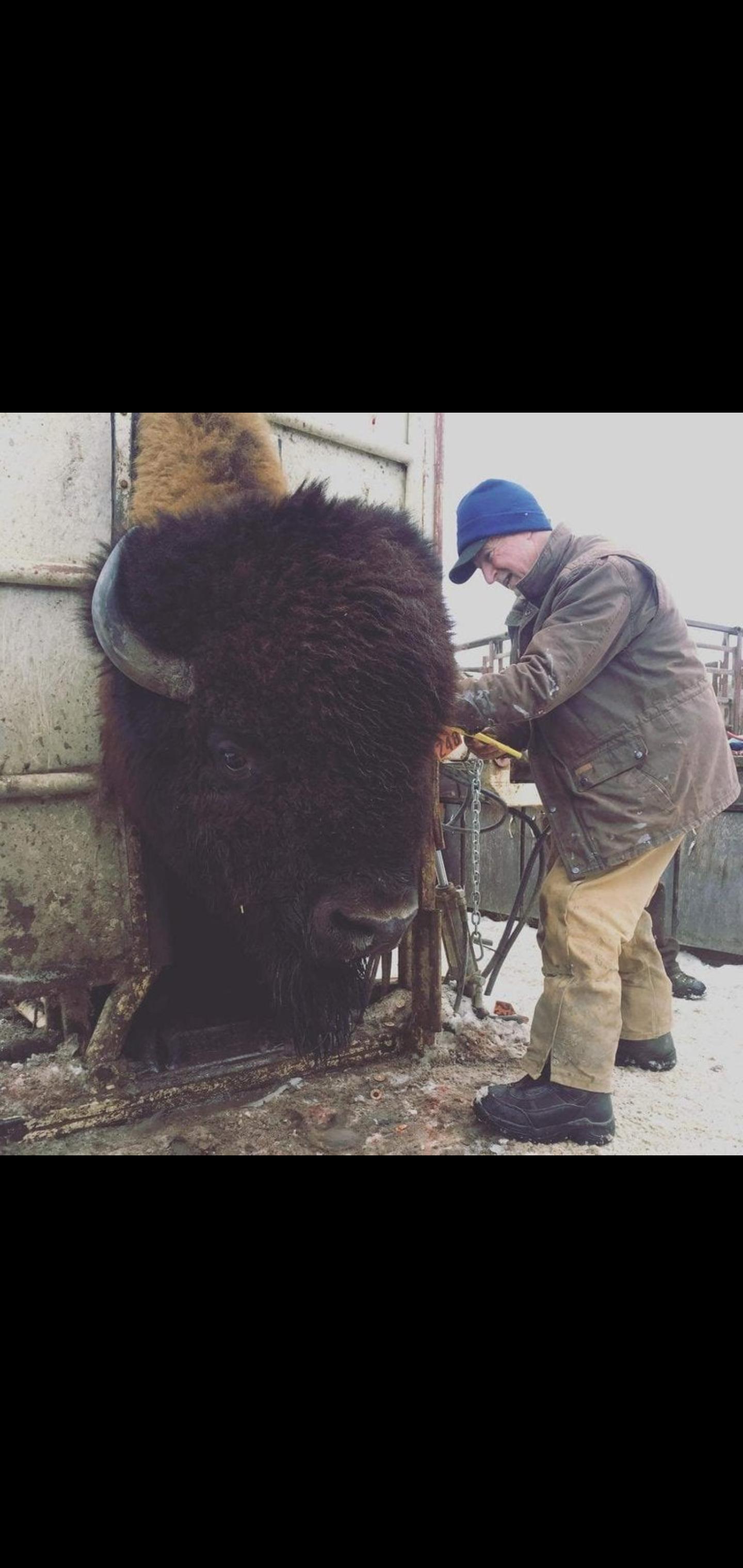 This bison | Scrolller