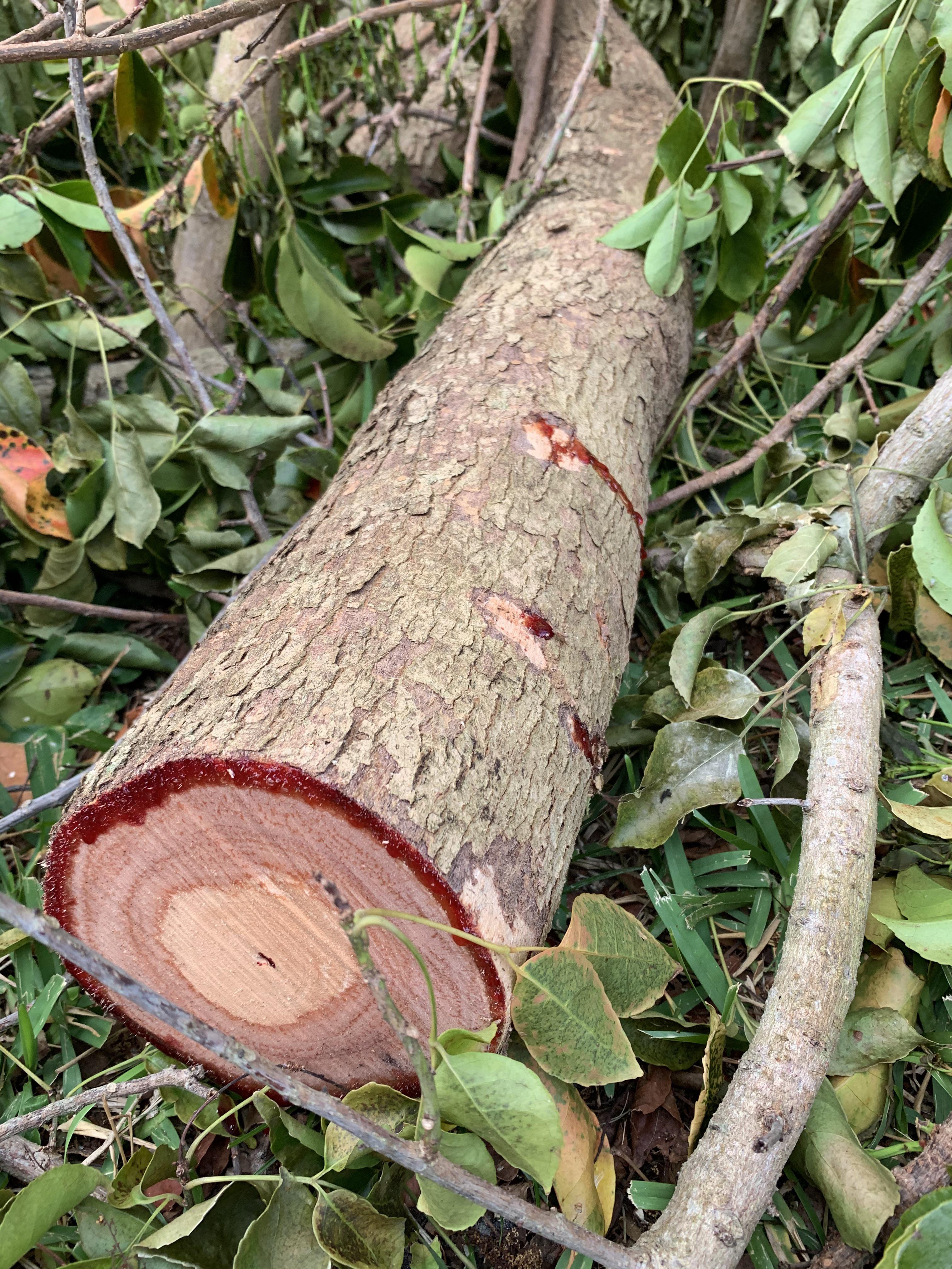 This bleeding tree | Scrolller