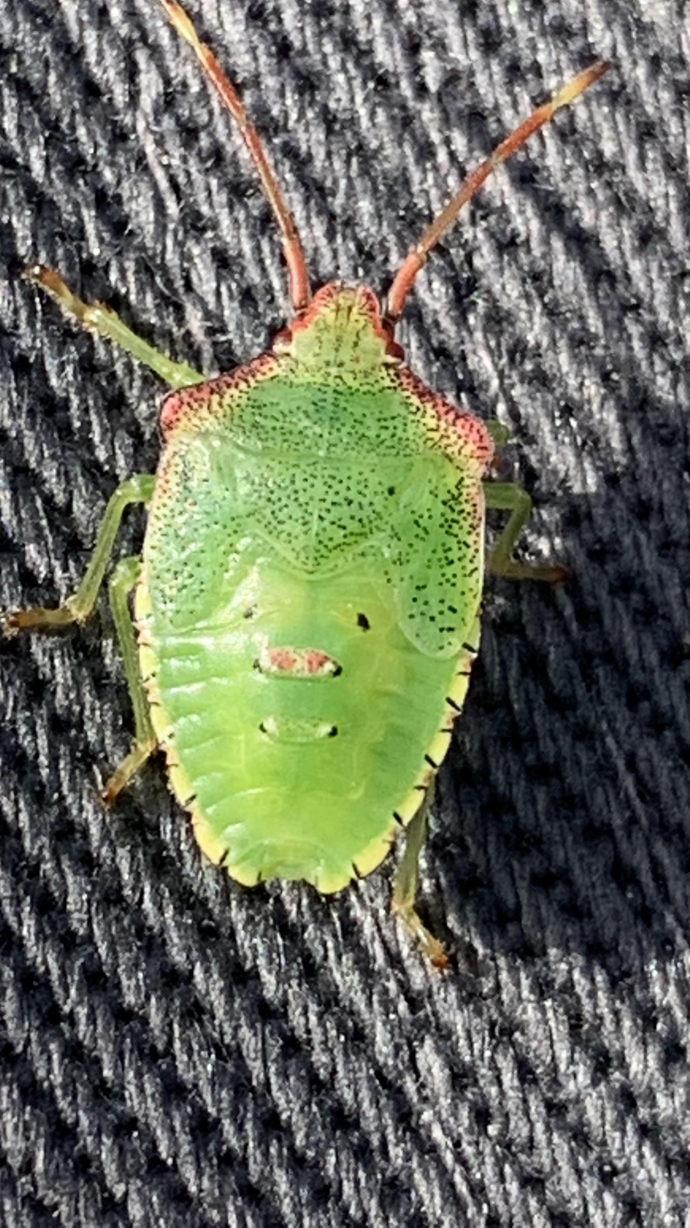 This bug with a smiley face on its back 🐷🙂 | Scrolller