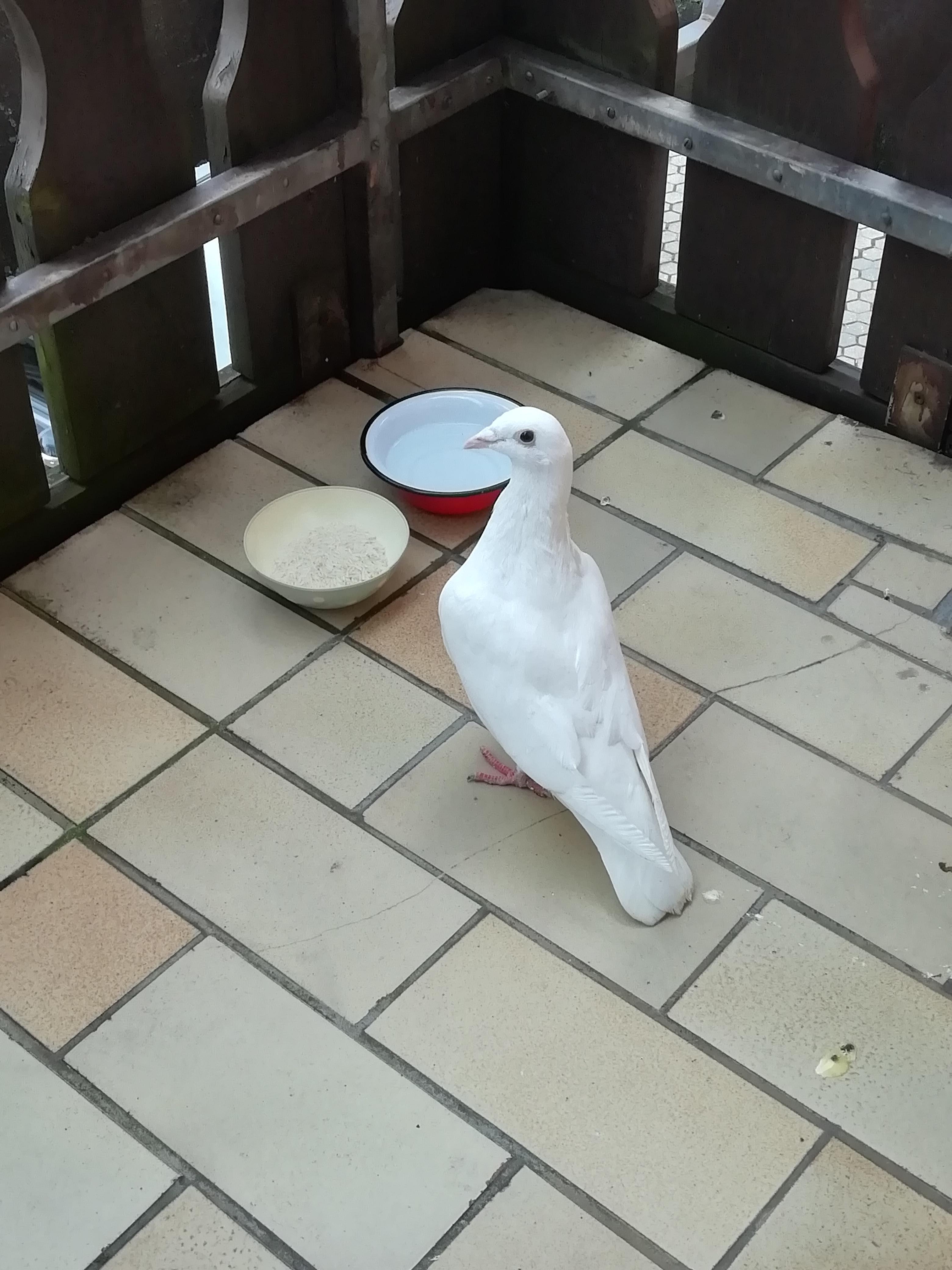 This carrier pidgeon has been chilling on our balcony al day. I can't tell if she's just ...