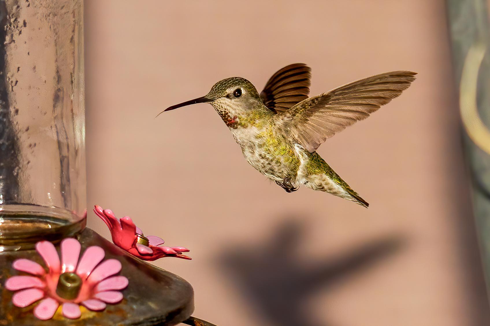 This cute hummingbird sticking its tongue out, perfectly frozen in midair! | Scrolller
