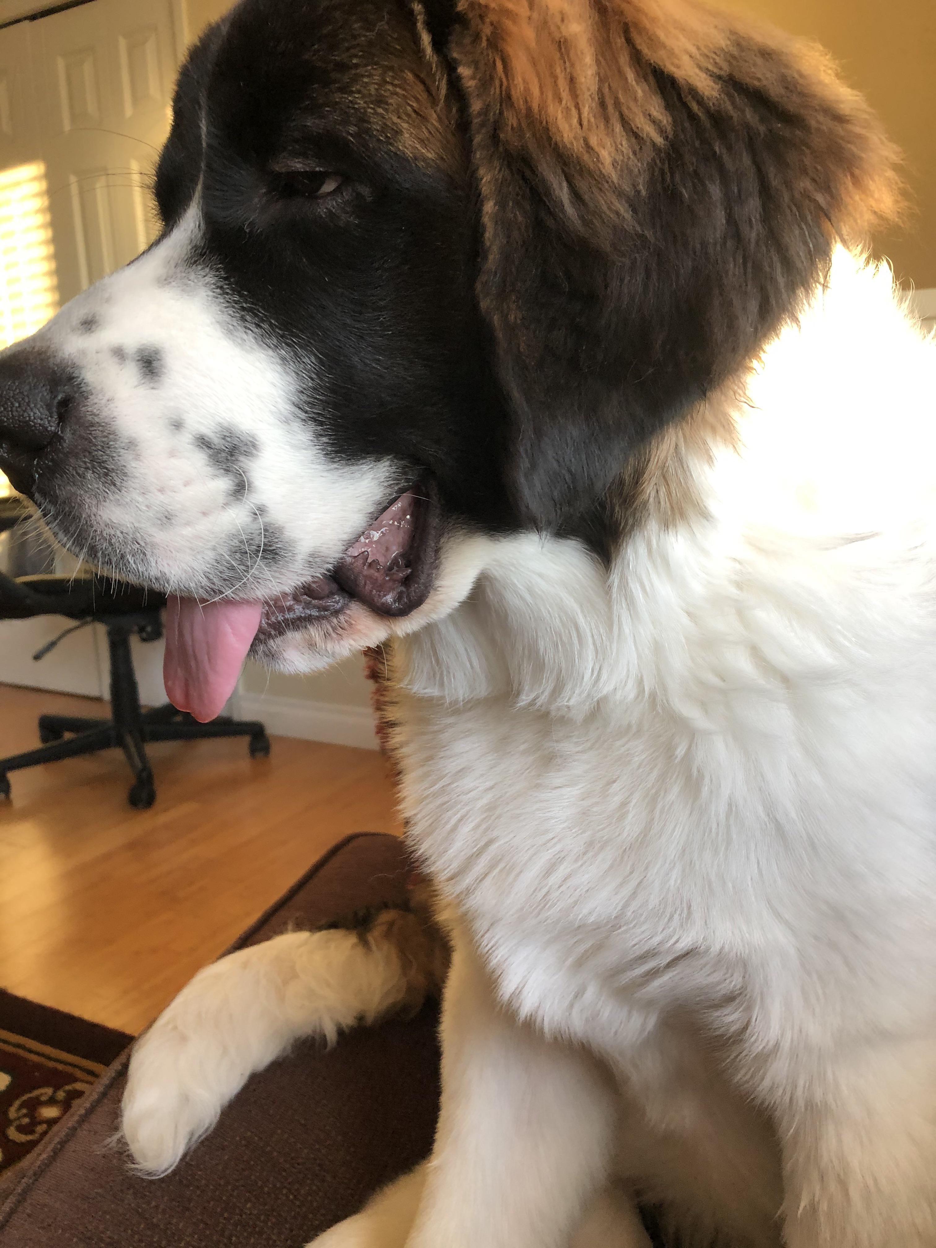 This cutie is named Sully! | Scrolller