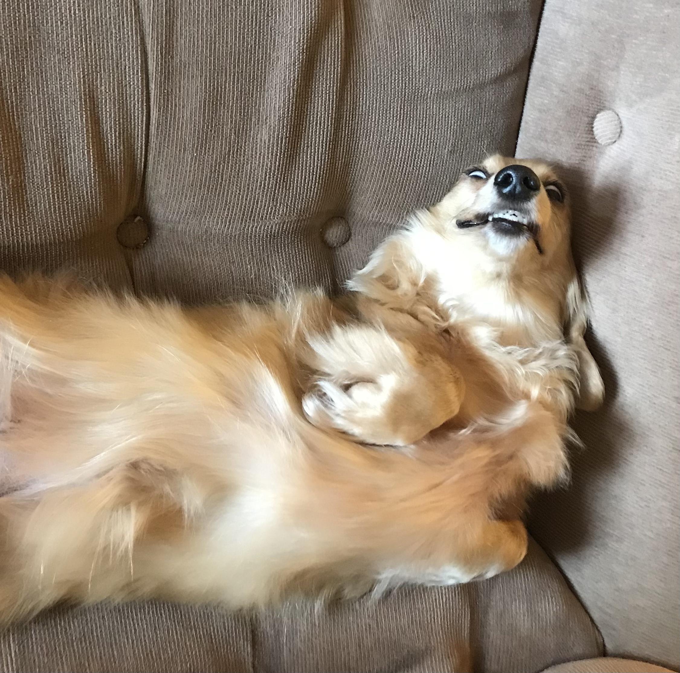 This Derpy Smile 😆 | Scrolller