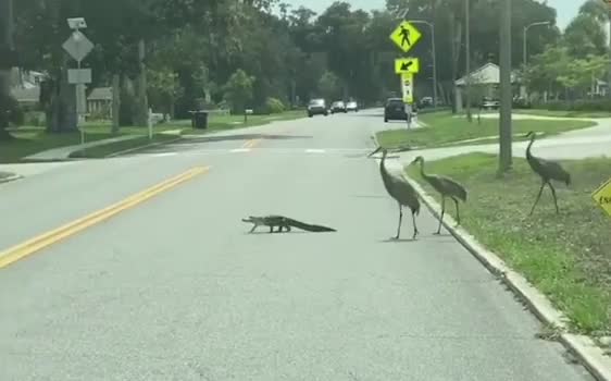 🔥 This gator crossing the road with his entourage of cranes 🔥 | Scrolller