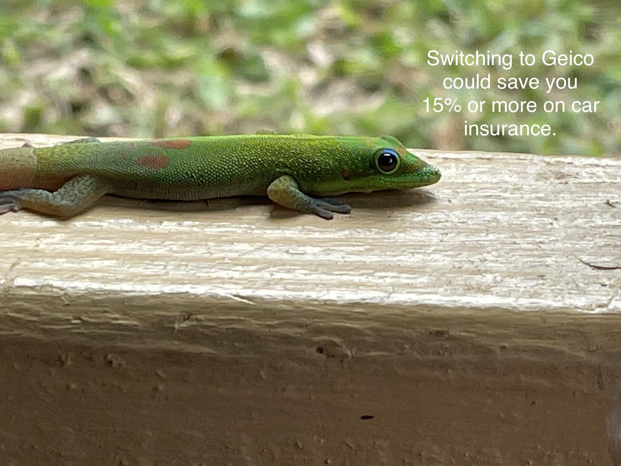 This gecko is based. | Scrolller