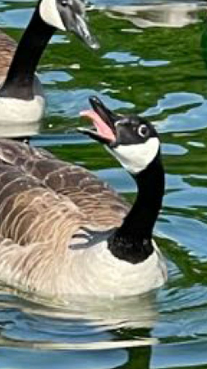 This goose really stands out | Scrolller