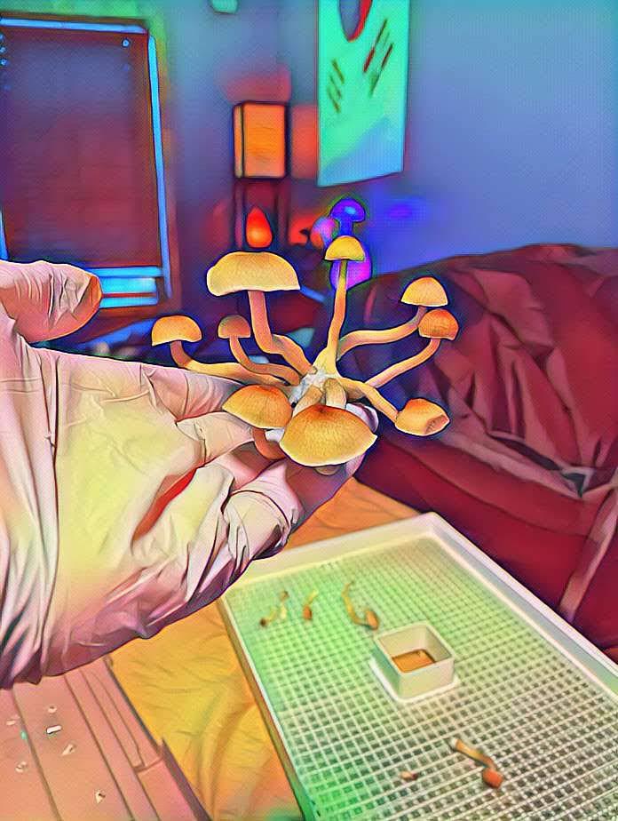 This grow just looked really aesthetically pleasing | Scrolller