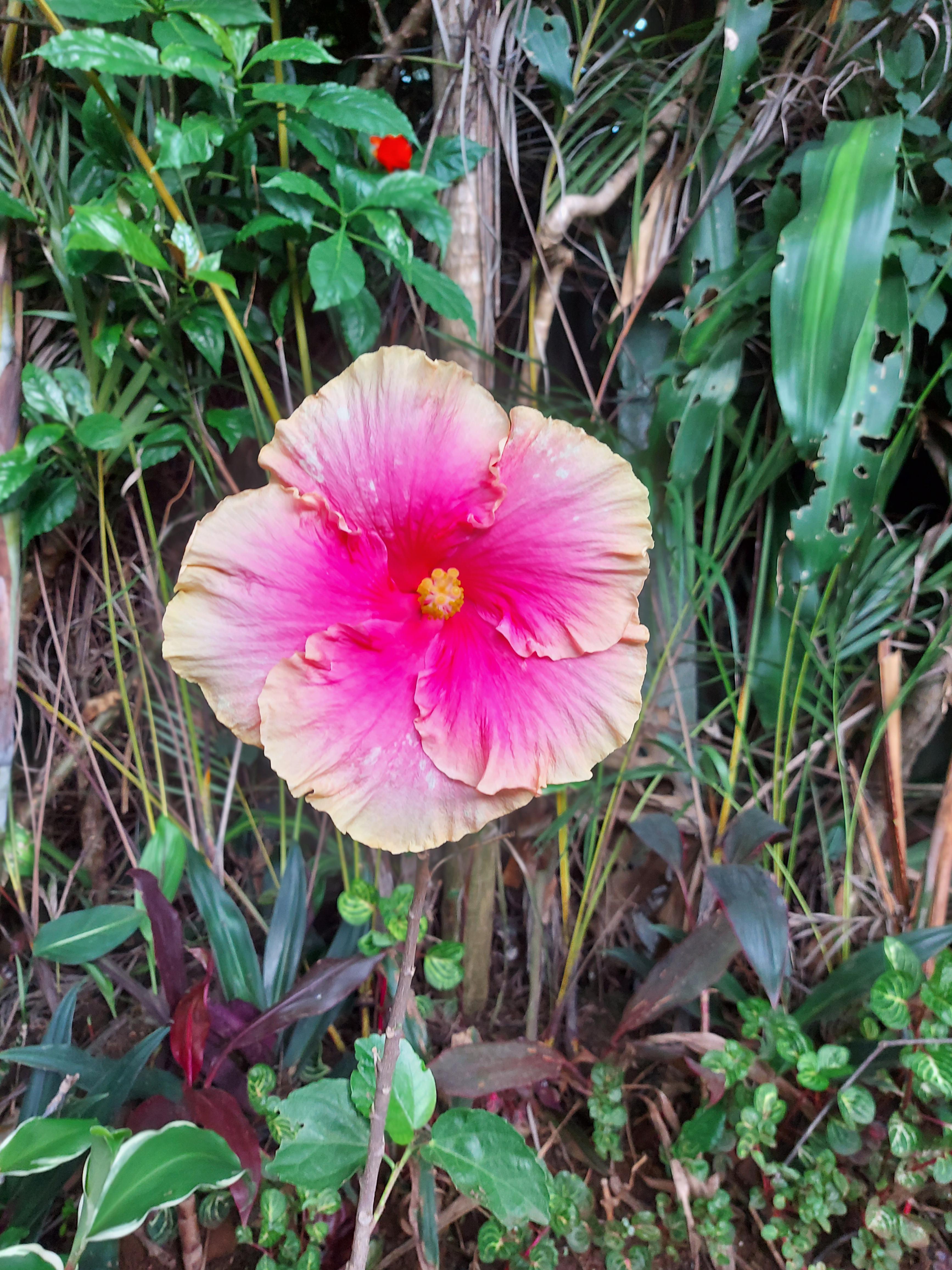 This Hibiscus | Scrolller