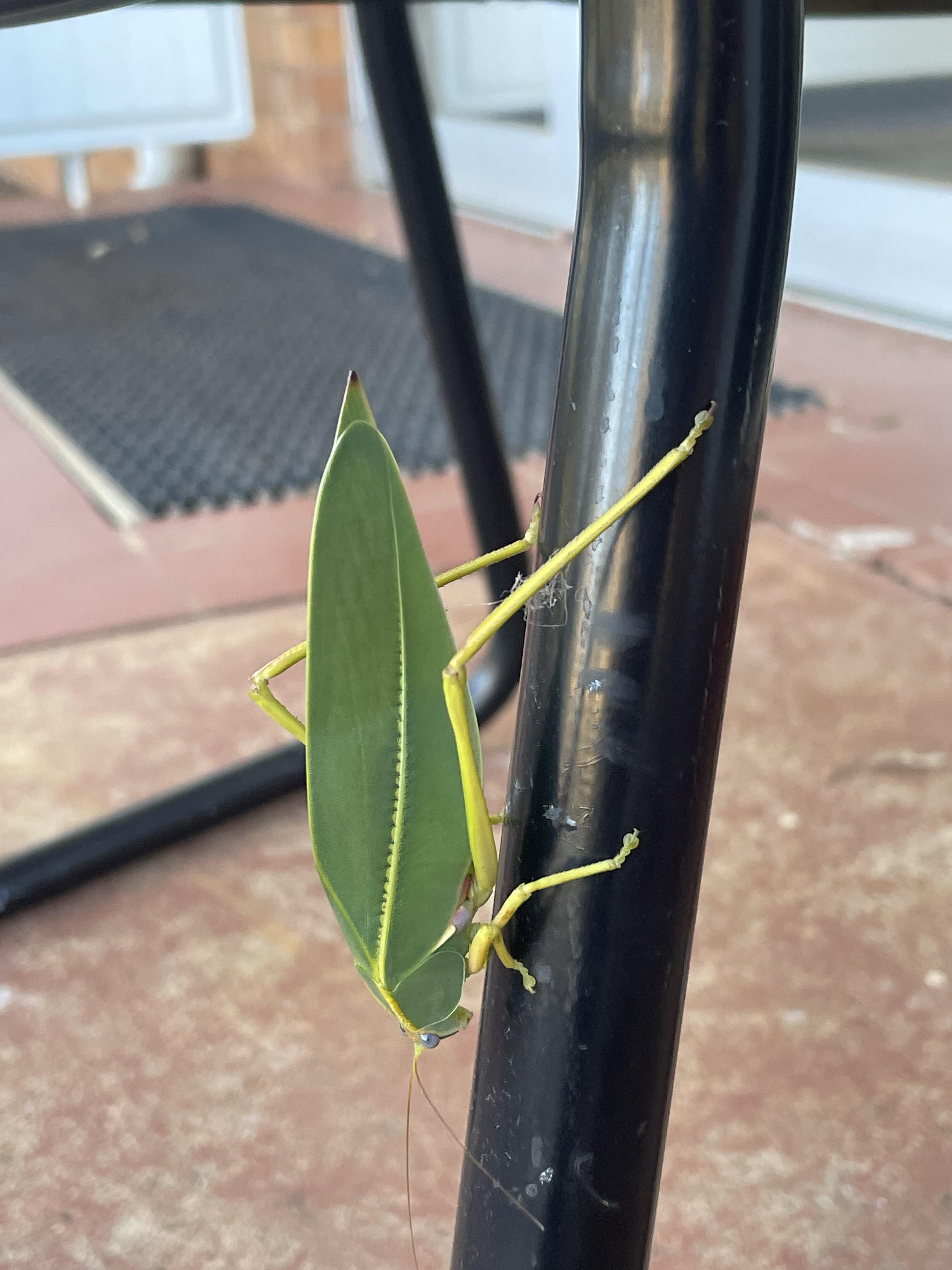 This Insect Which Looks Like A Leaf Scrolller