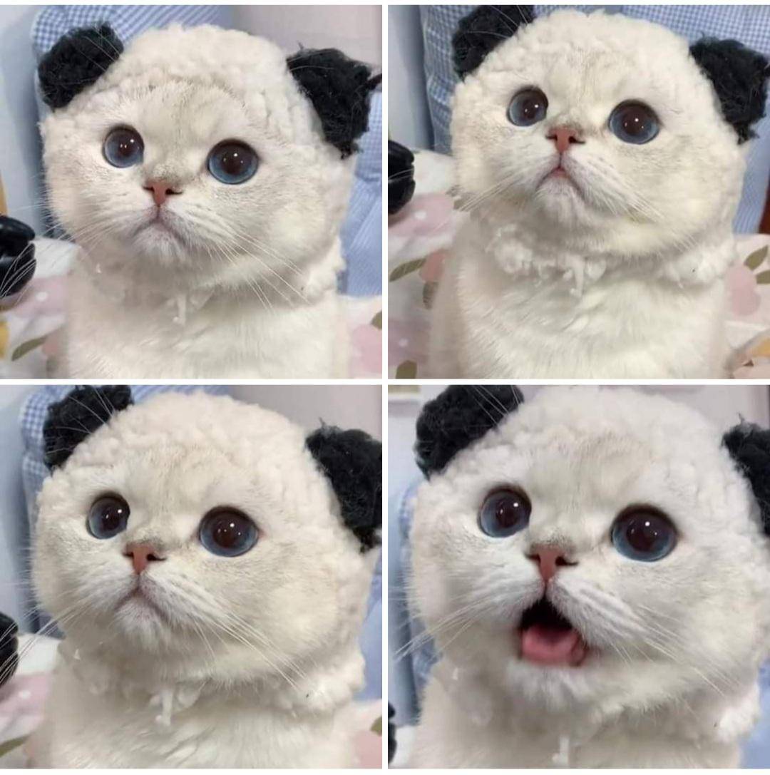 This is a weird panda... | Scrolller