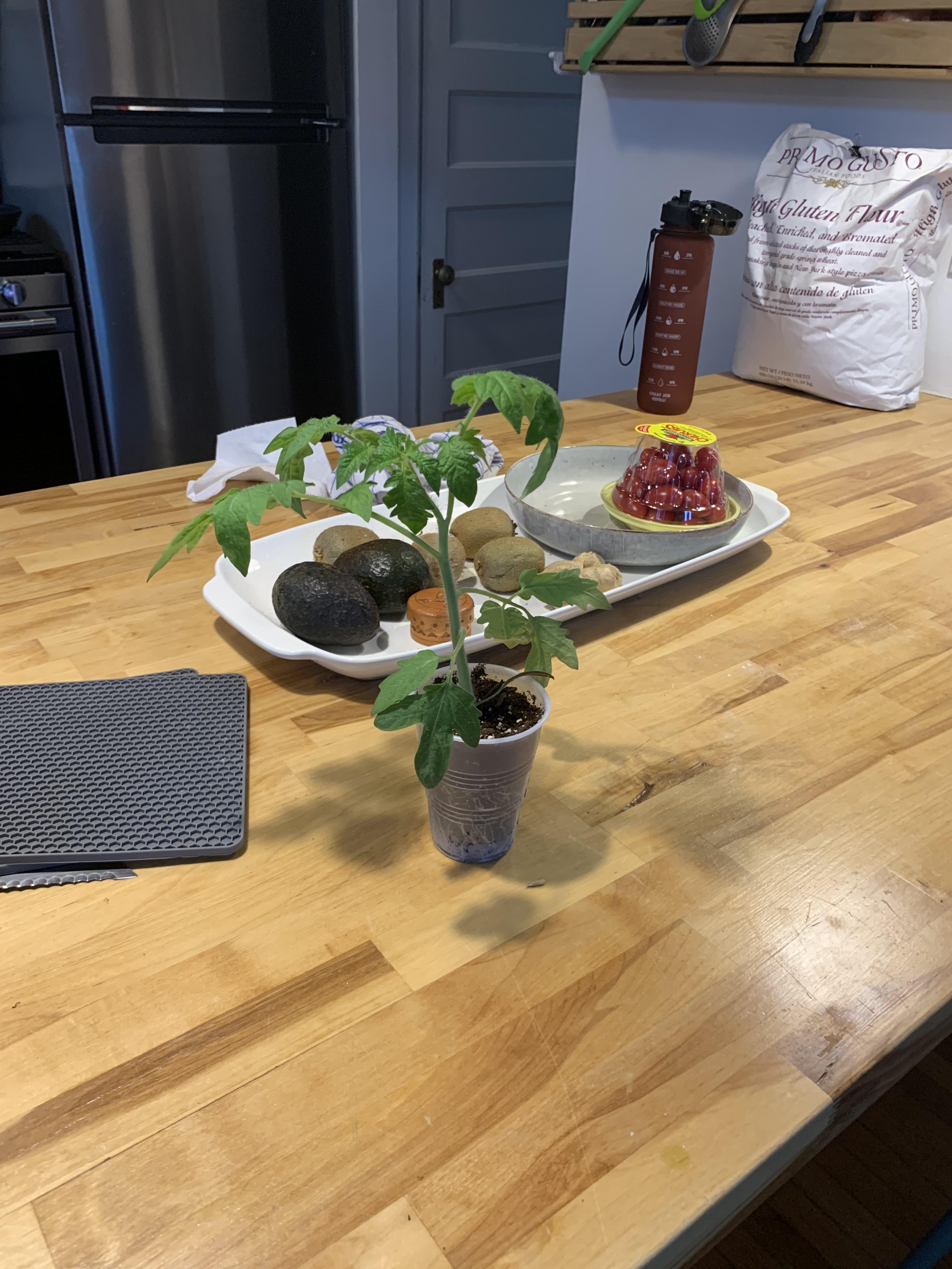 This is about 6 weeks from seed in soil. Grown indoors under lackluster grow lights. | Scrolller