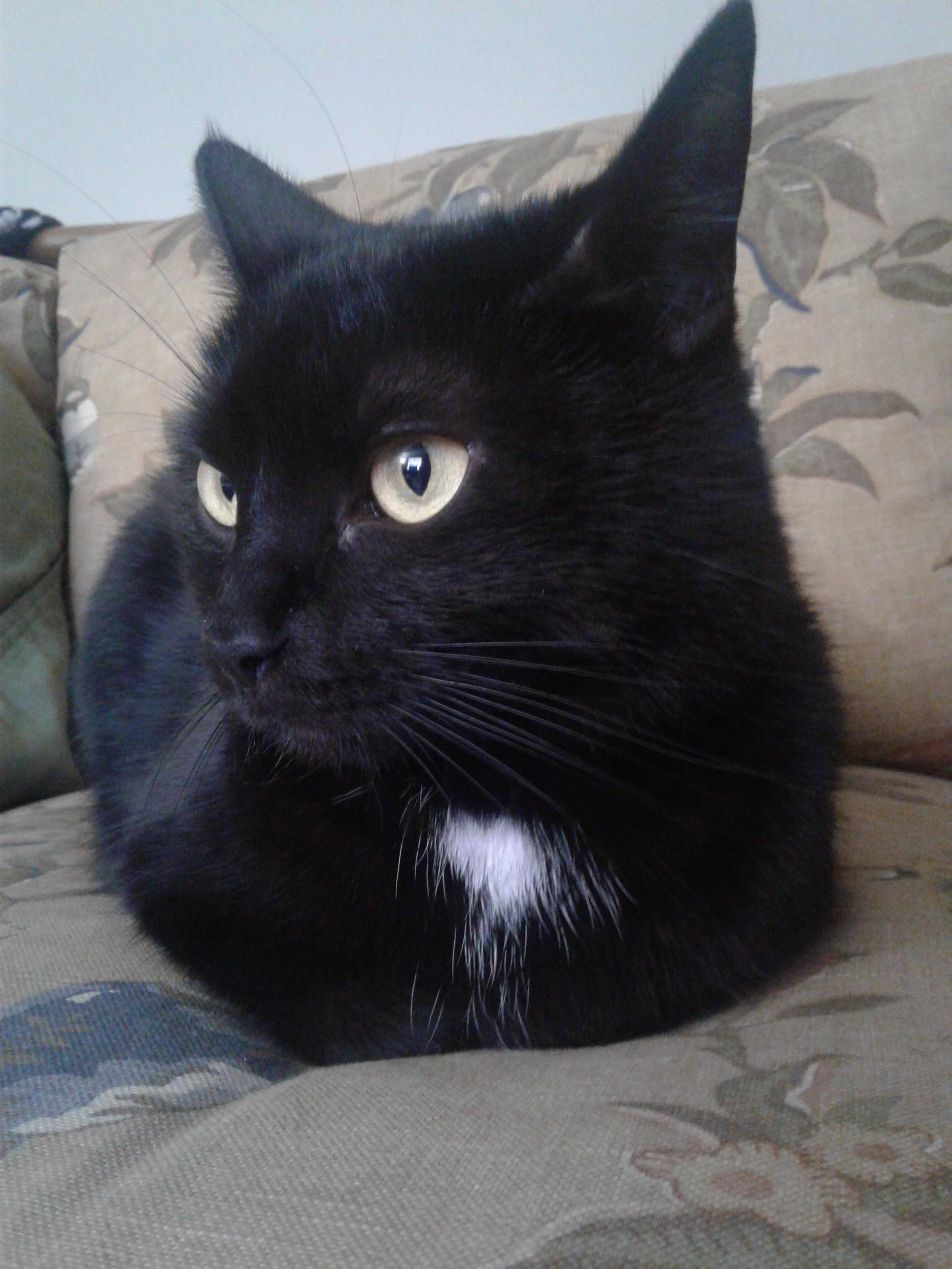 this is anzu the manx cat doing perfect loaf | Scrolller