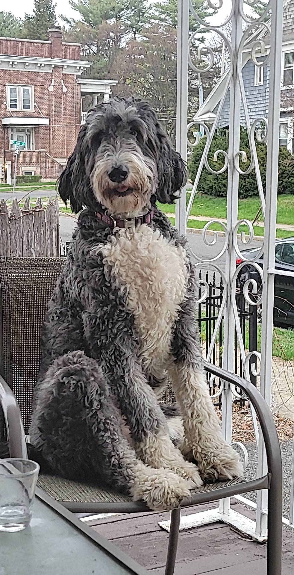 This is Bertie. She is awesome. | Scrolller