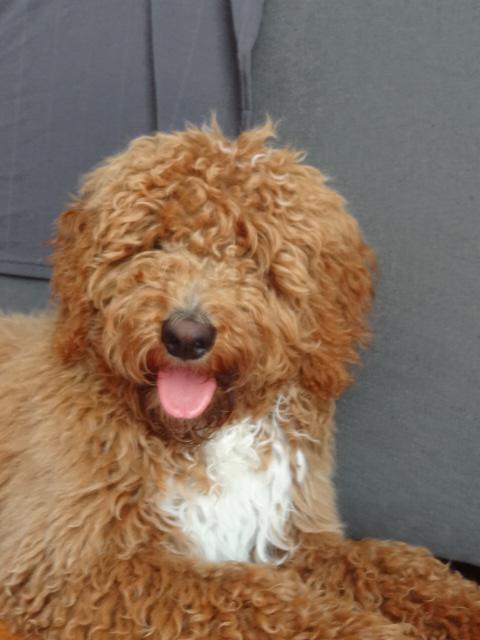 This is Bruno, he is happy to meet you | Scrolller