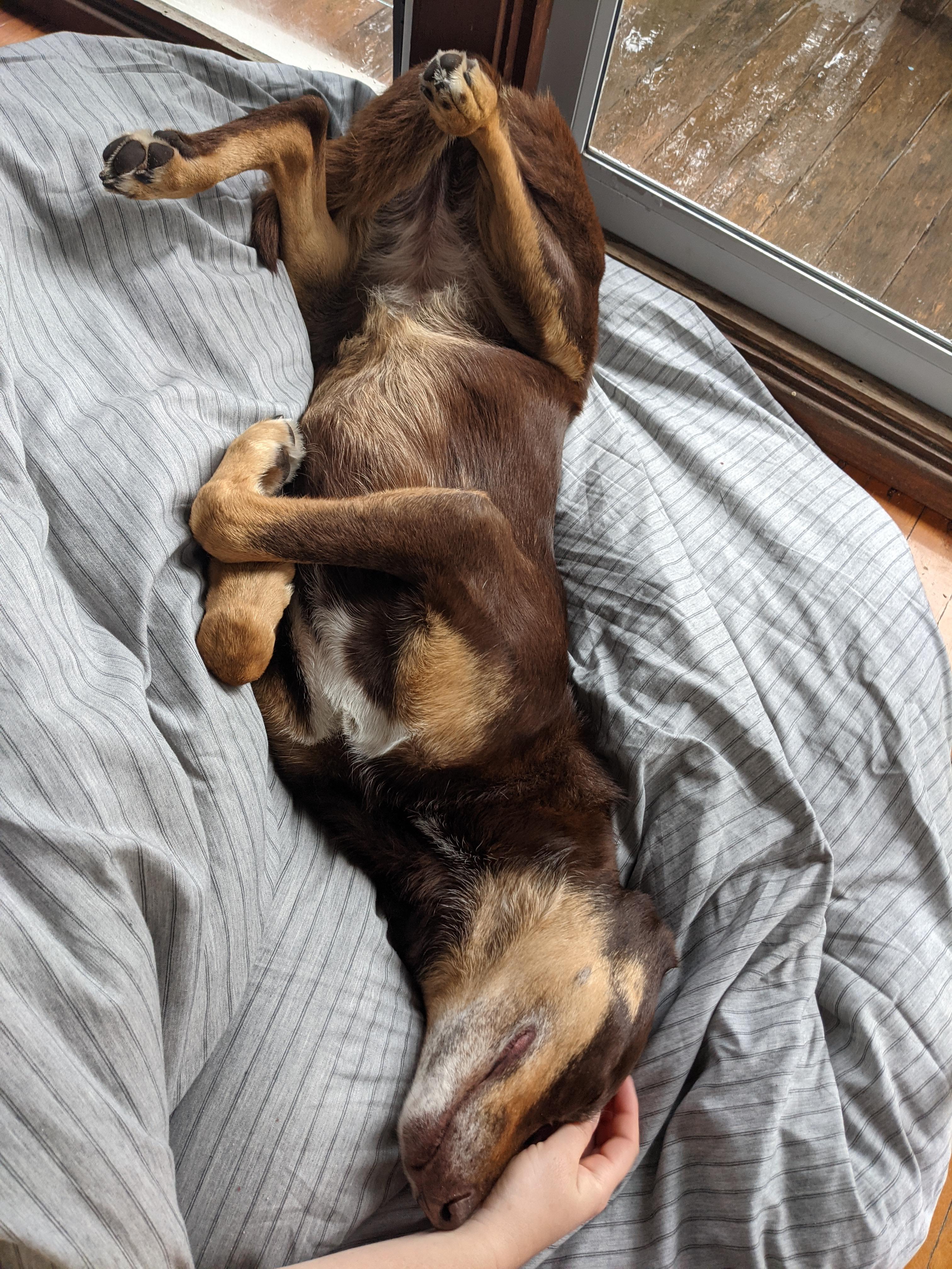 This Is Comfortable Apparently Scrolller