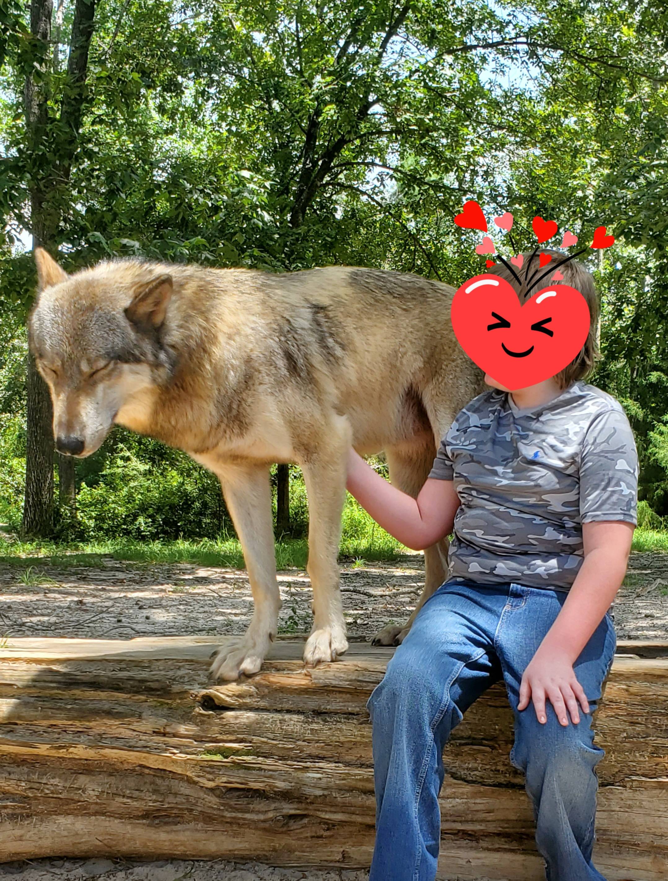 This is Dreamer. He lives at Seacrest Wolf Sanctuary in FL. He loves to have his armpit ...