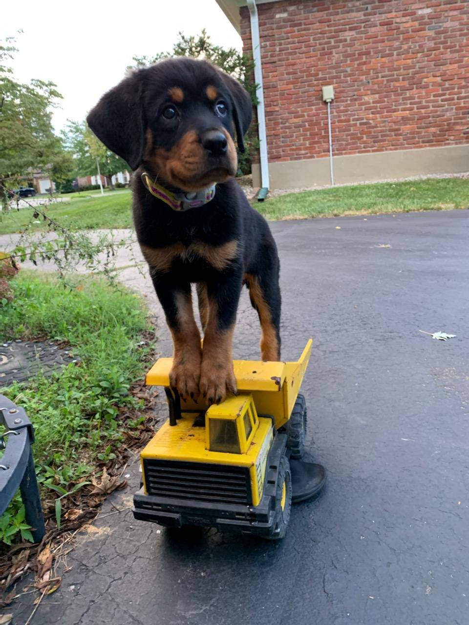 This is DUMP TRUCK, Queen of the dump trucks. | Scrolller