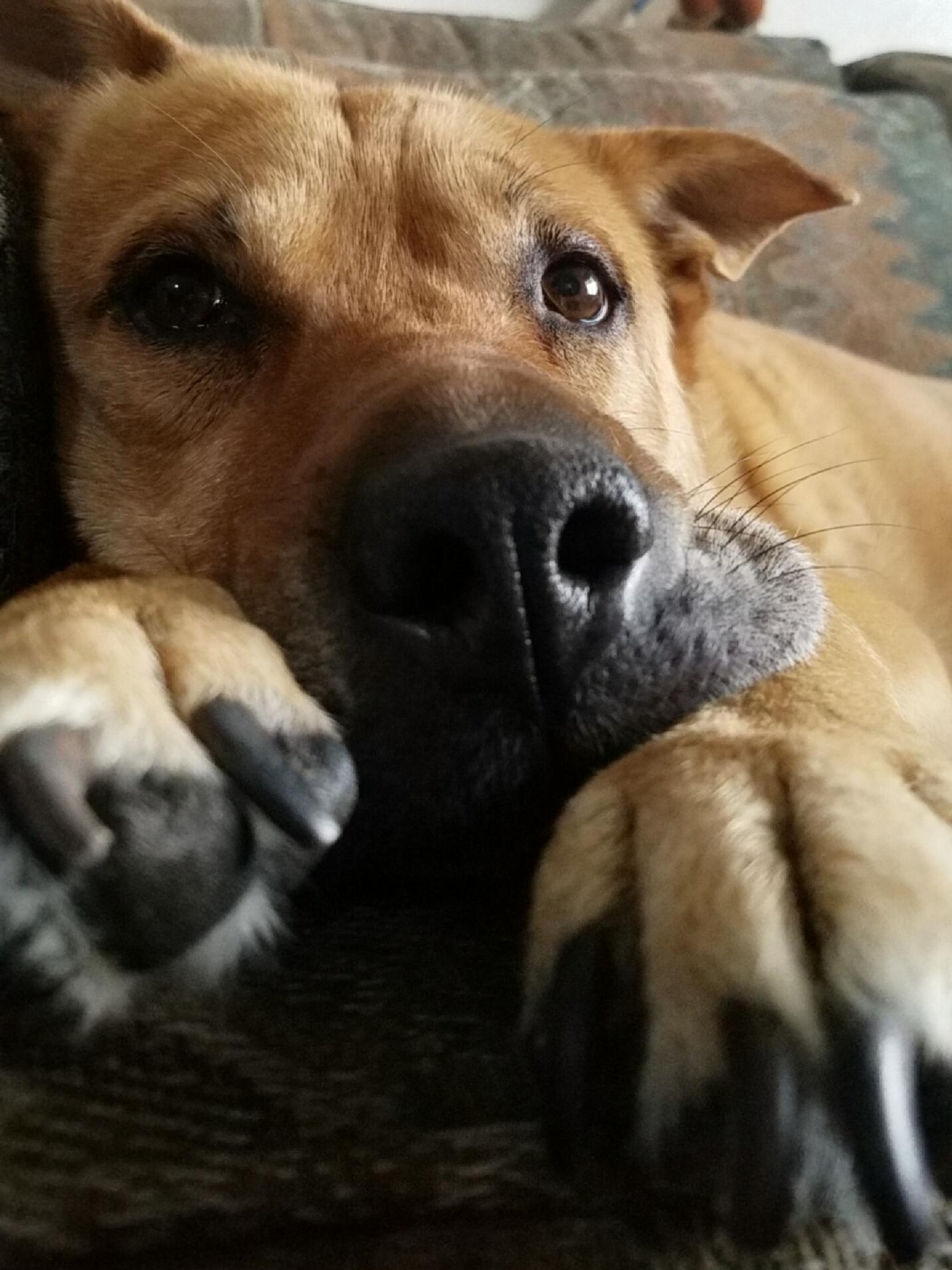 This is Ethel, I miss her every day. 💞 | Scrolller