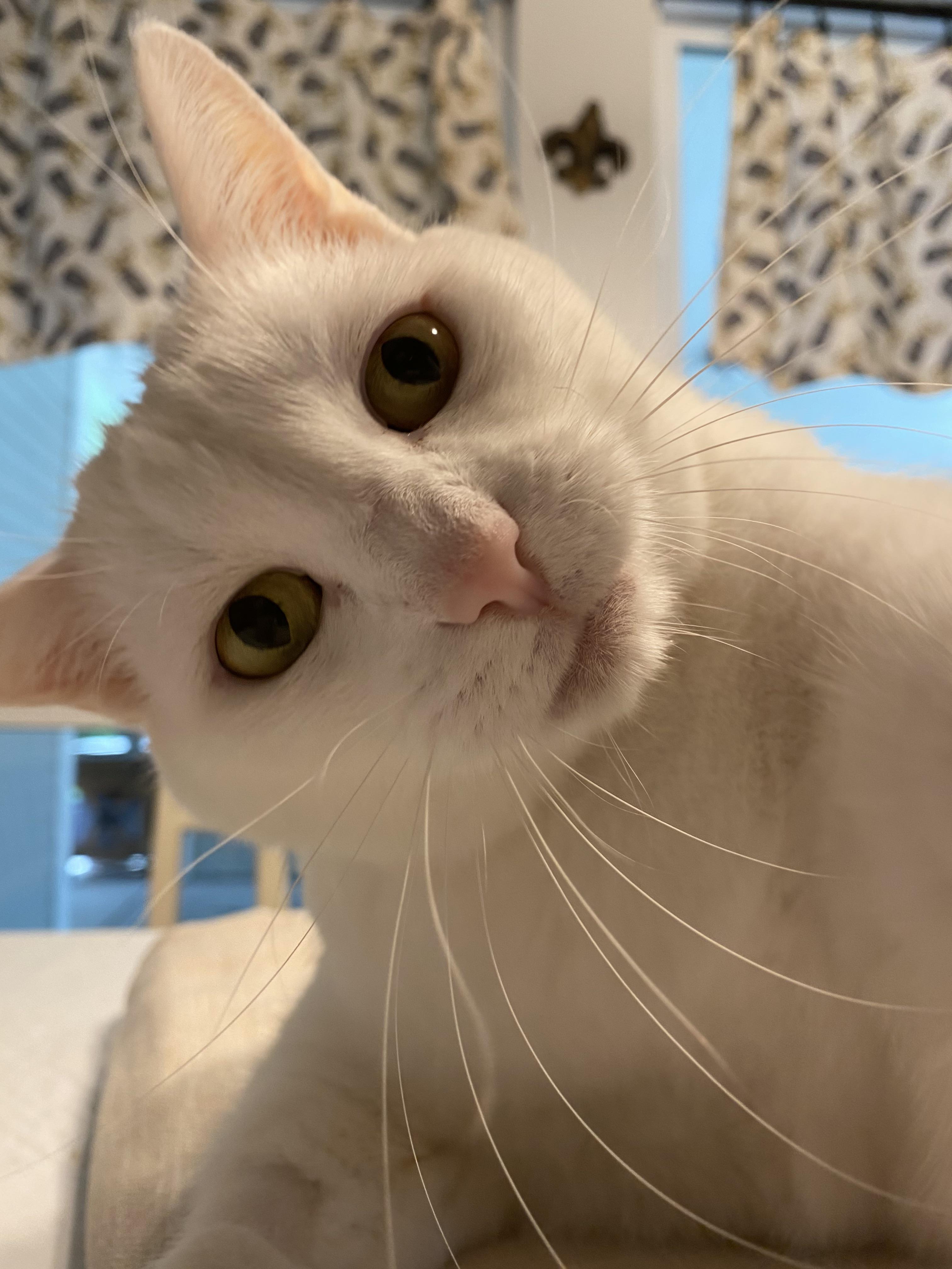 This is Ghost’s confused face. | Scrolller