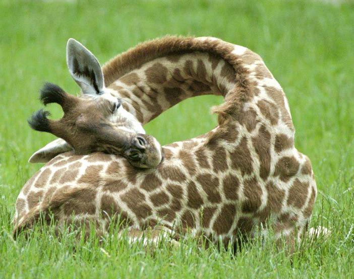 This is how Giraffes Sleep | Scrolller