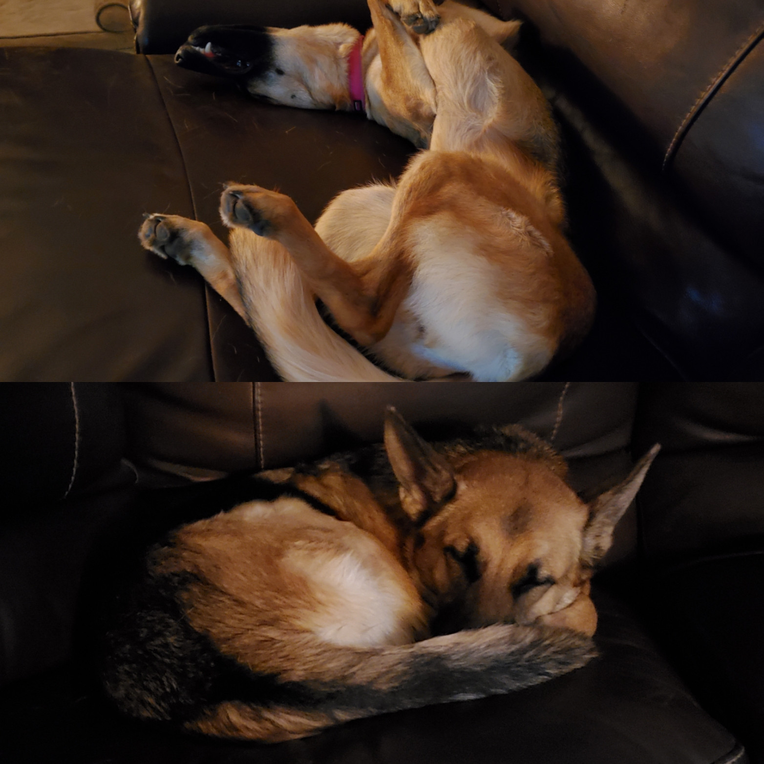 This is is the same dog. | Scrolller