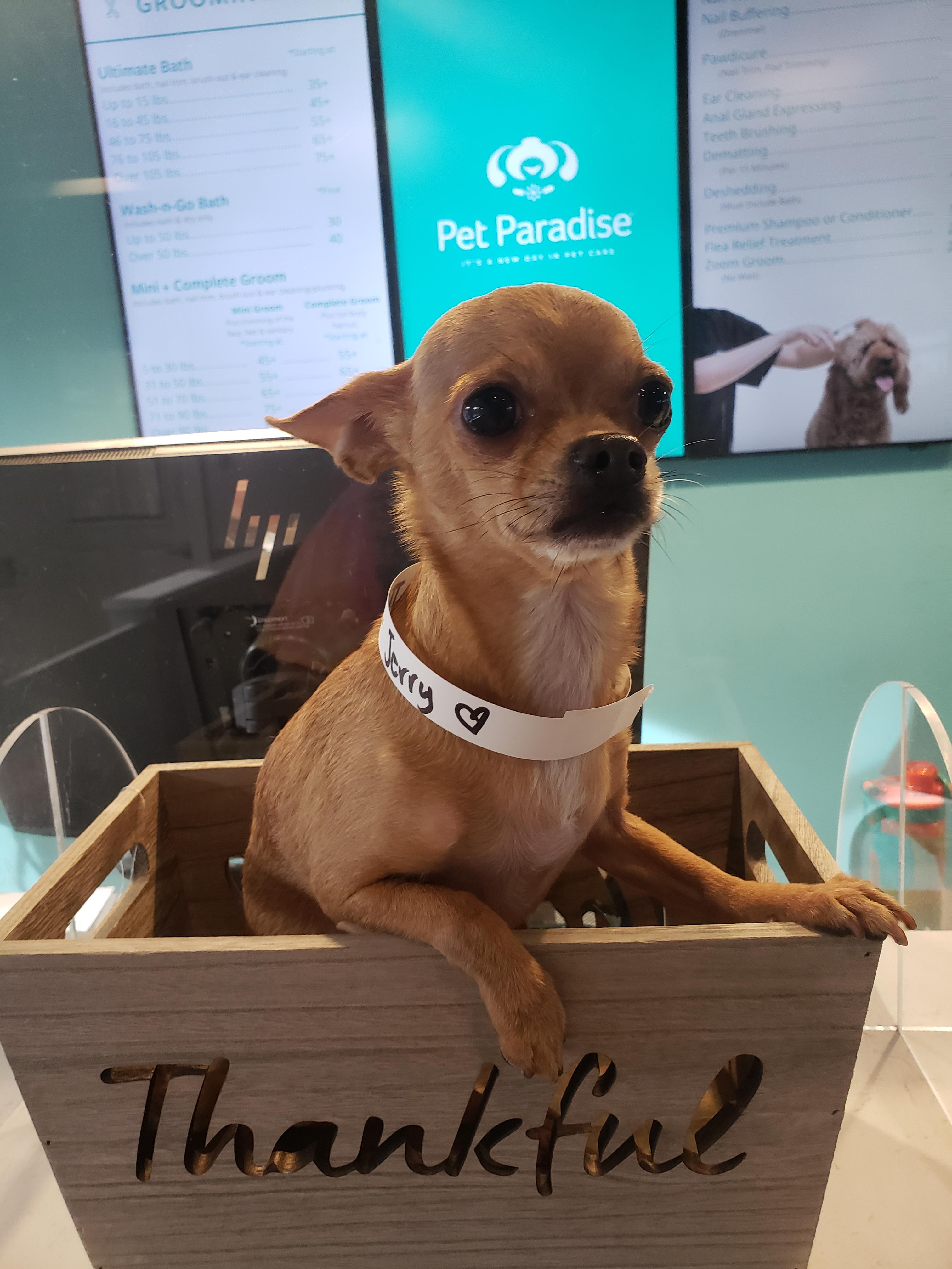 This is Jerry he's very small and always unimpressed but I love him so much. | Scrolller