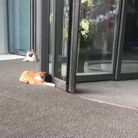 Touch tha door | Scrolller