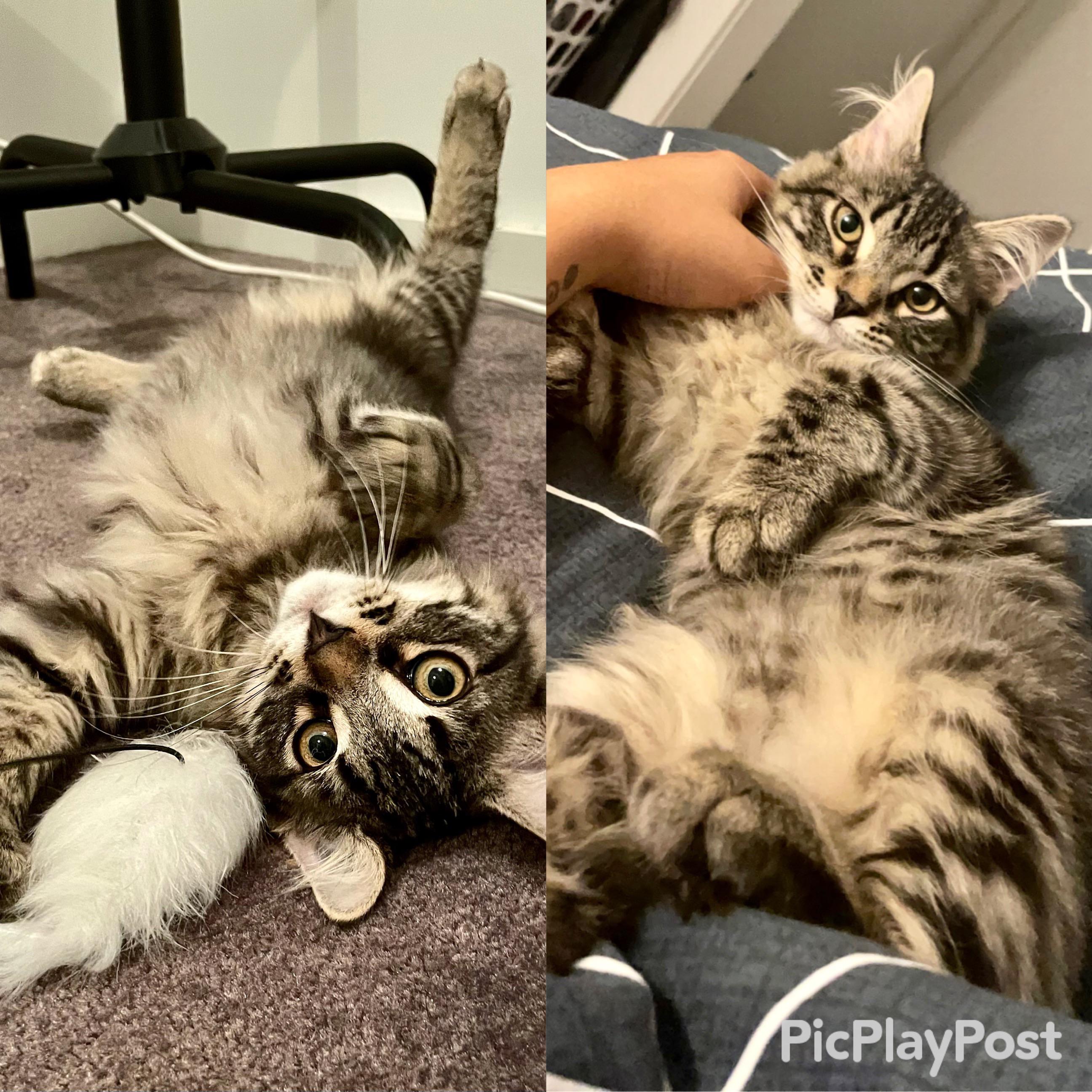 This is King Gus and he loves belly rubs | Scrolller