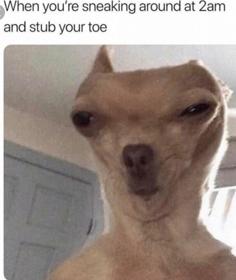 This is literally the funniest meme ever | Scrolller